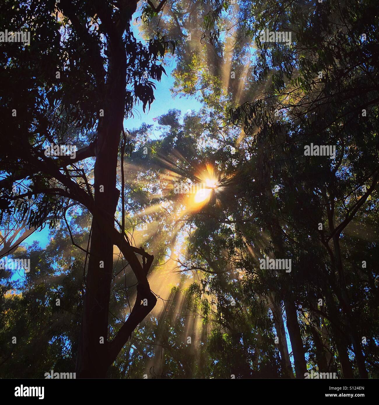 Sunlight burst hi-res stock photography and images - Alamy