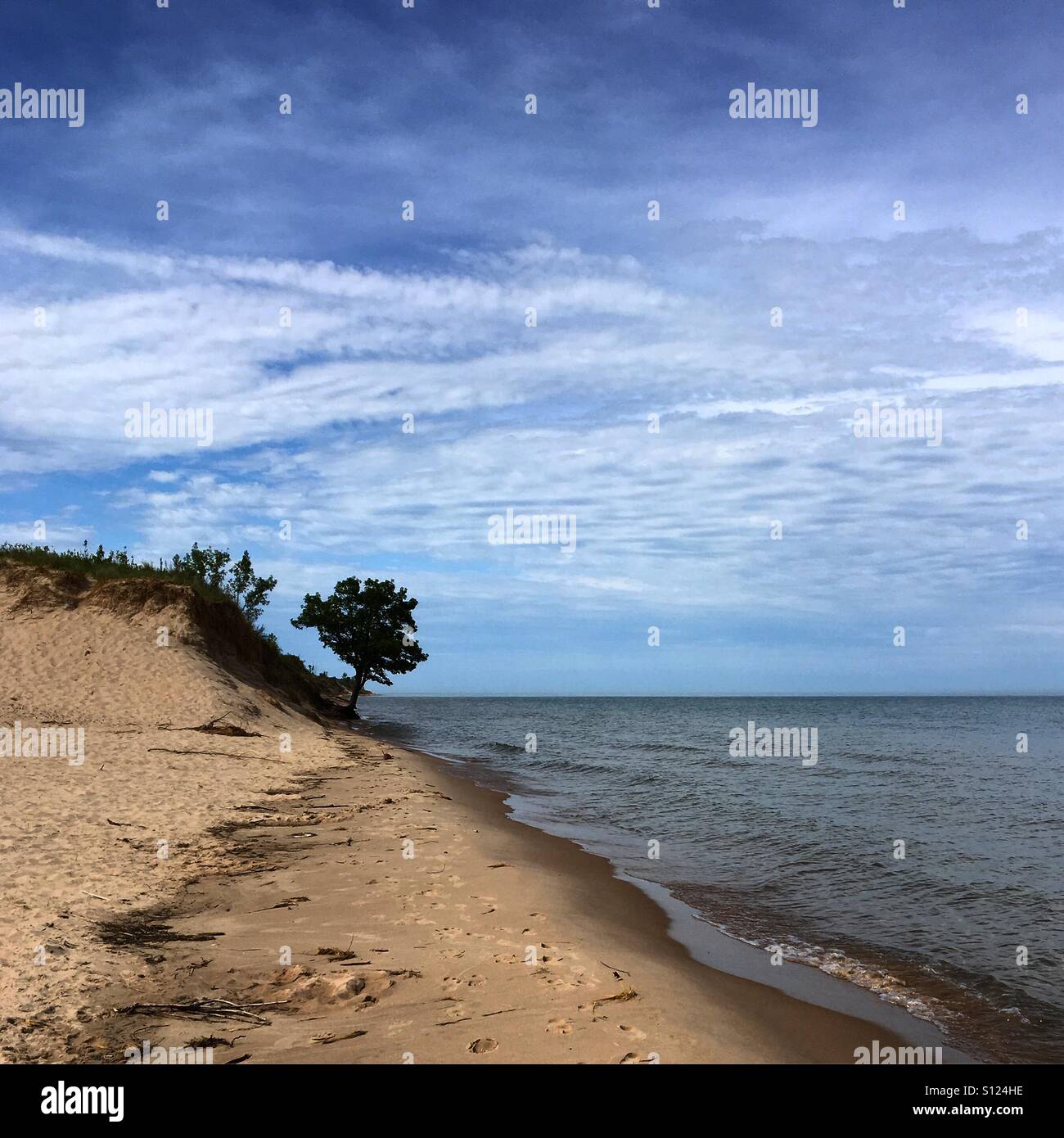 Tree growing beach hi-res stock photography and images - Alamy