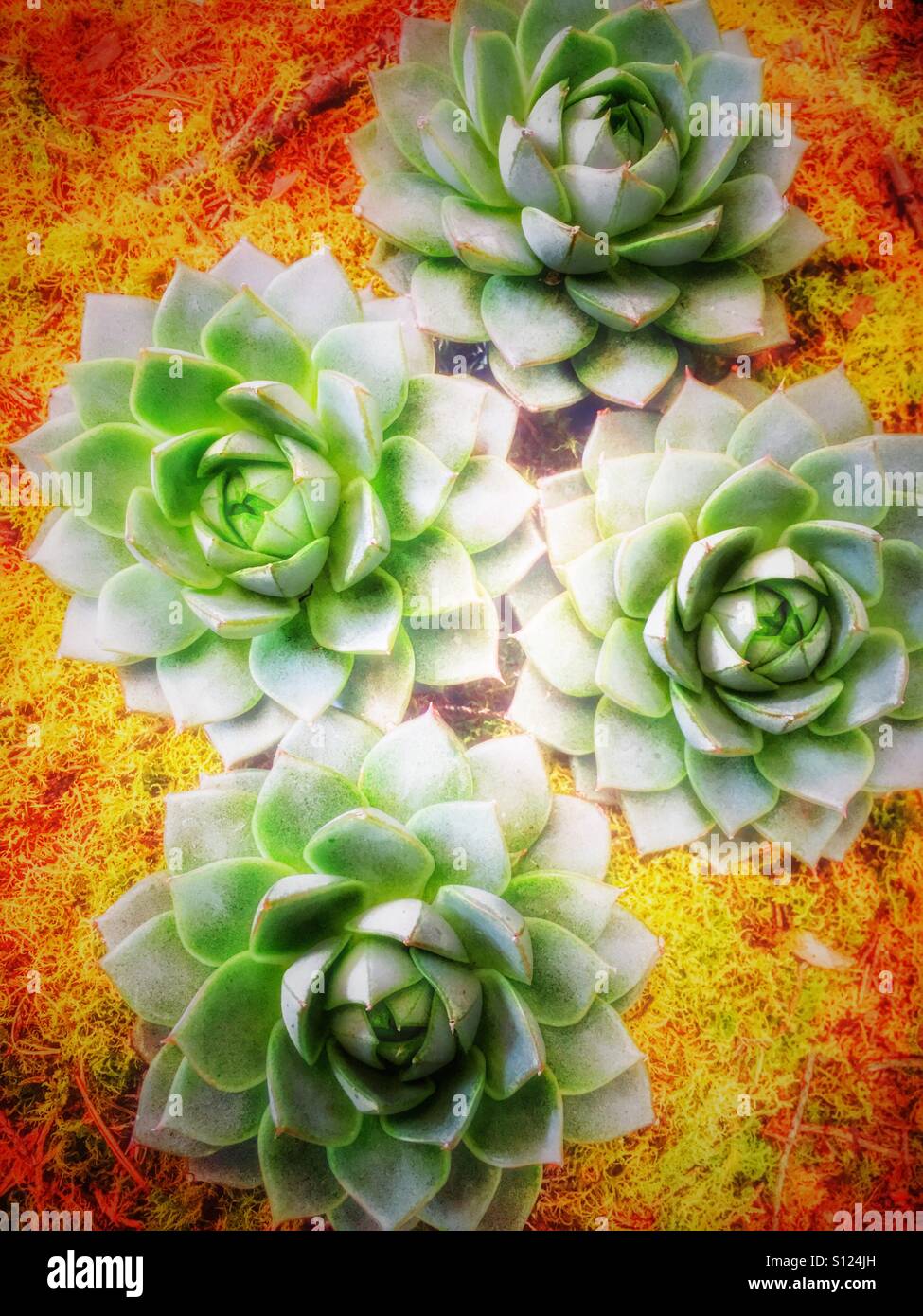 Perennial succulent succulents garden plant plants hi-res stock ...