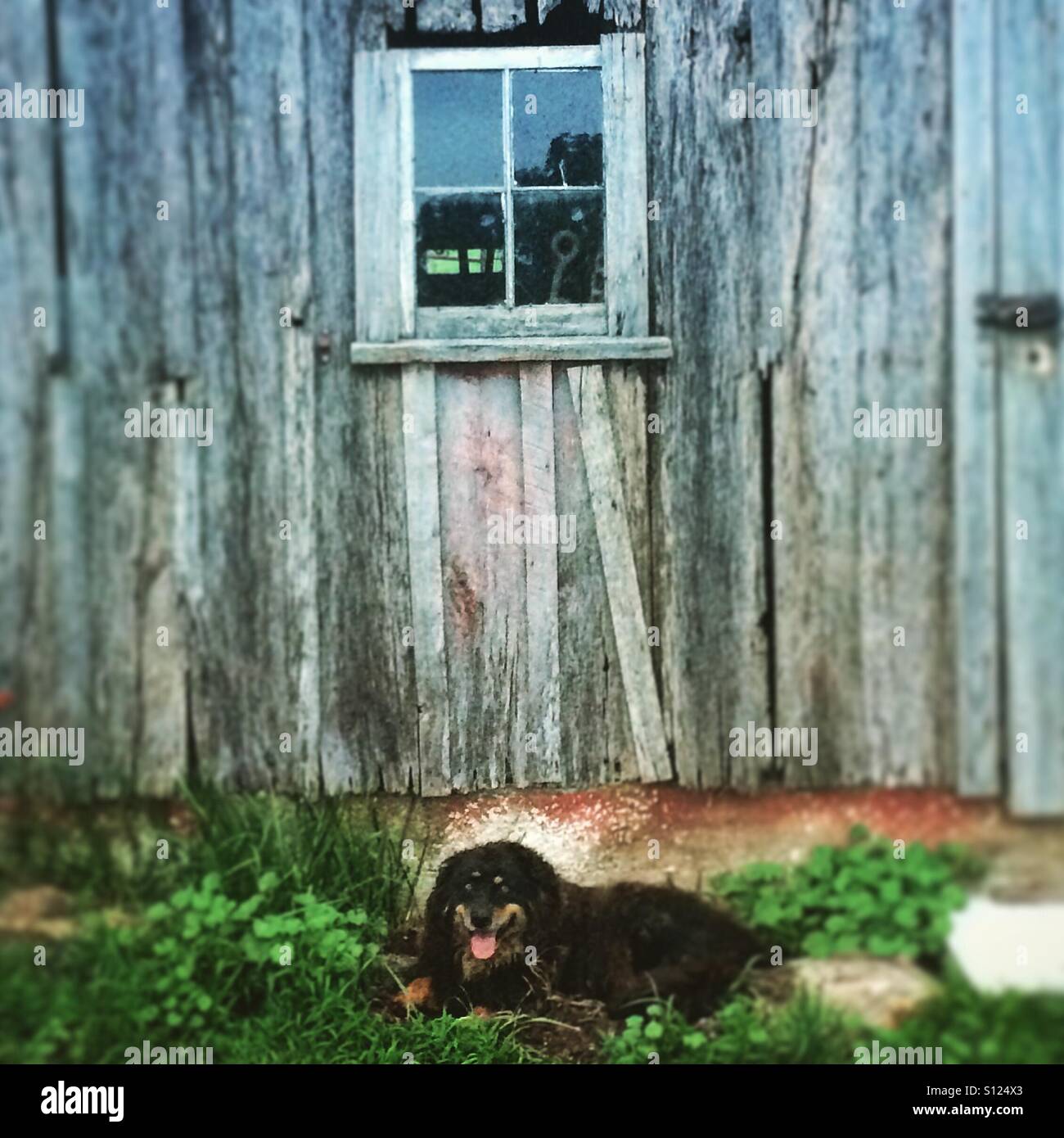 Country farm dog hi-res stock photography and images - Alamy