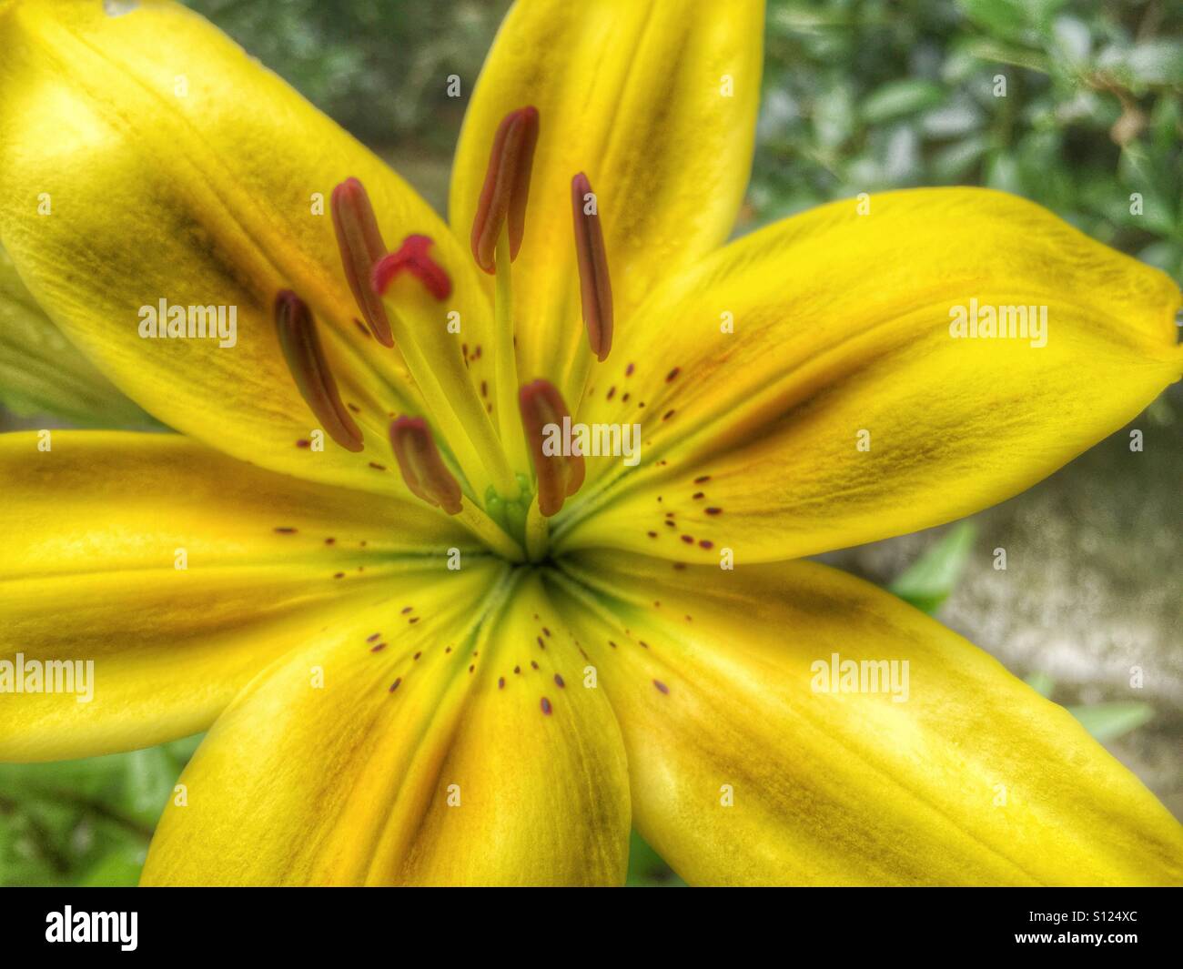 Yellow lily flower Stock Photo - Alamy
