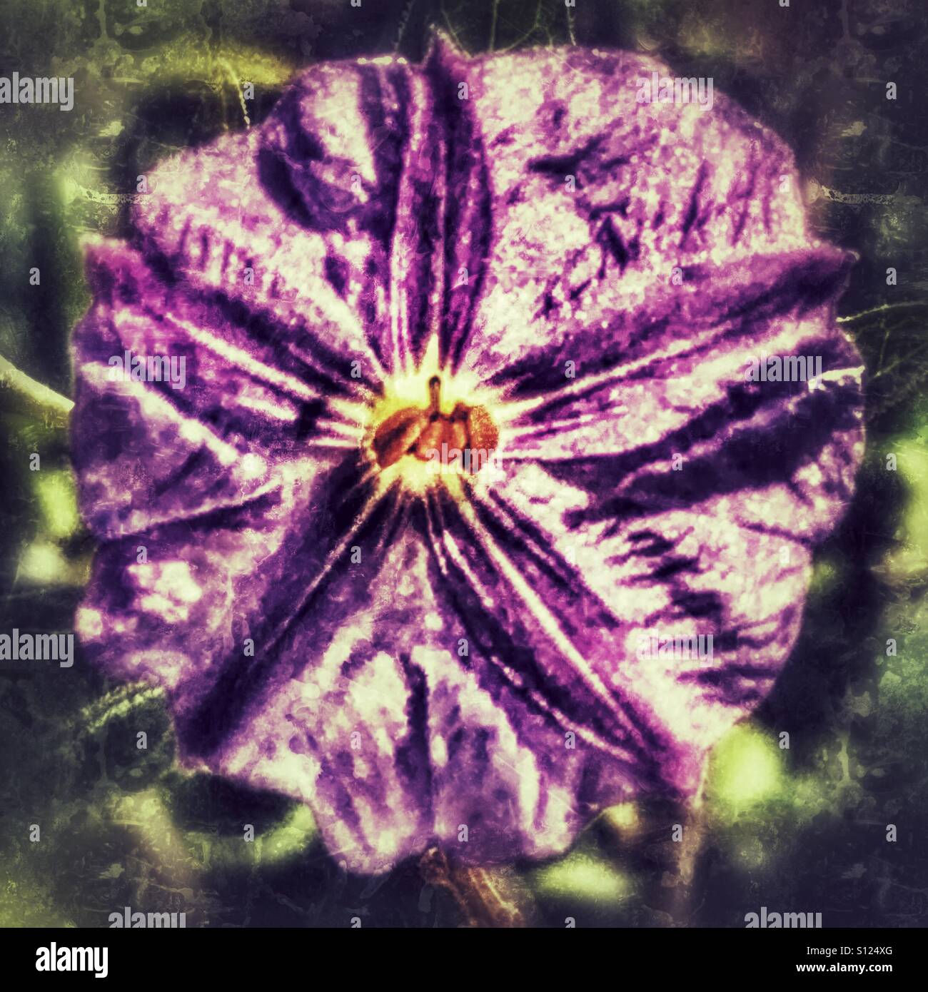 Blue Solanum Shrub Stock Photos & Blue Solanum Shrub Stock Images - Alamy