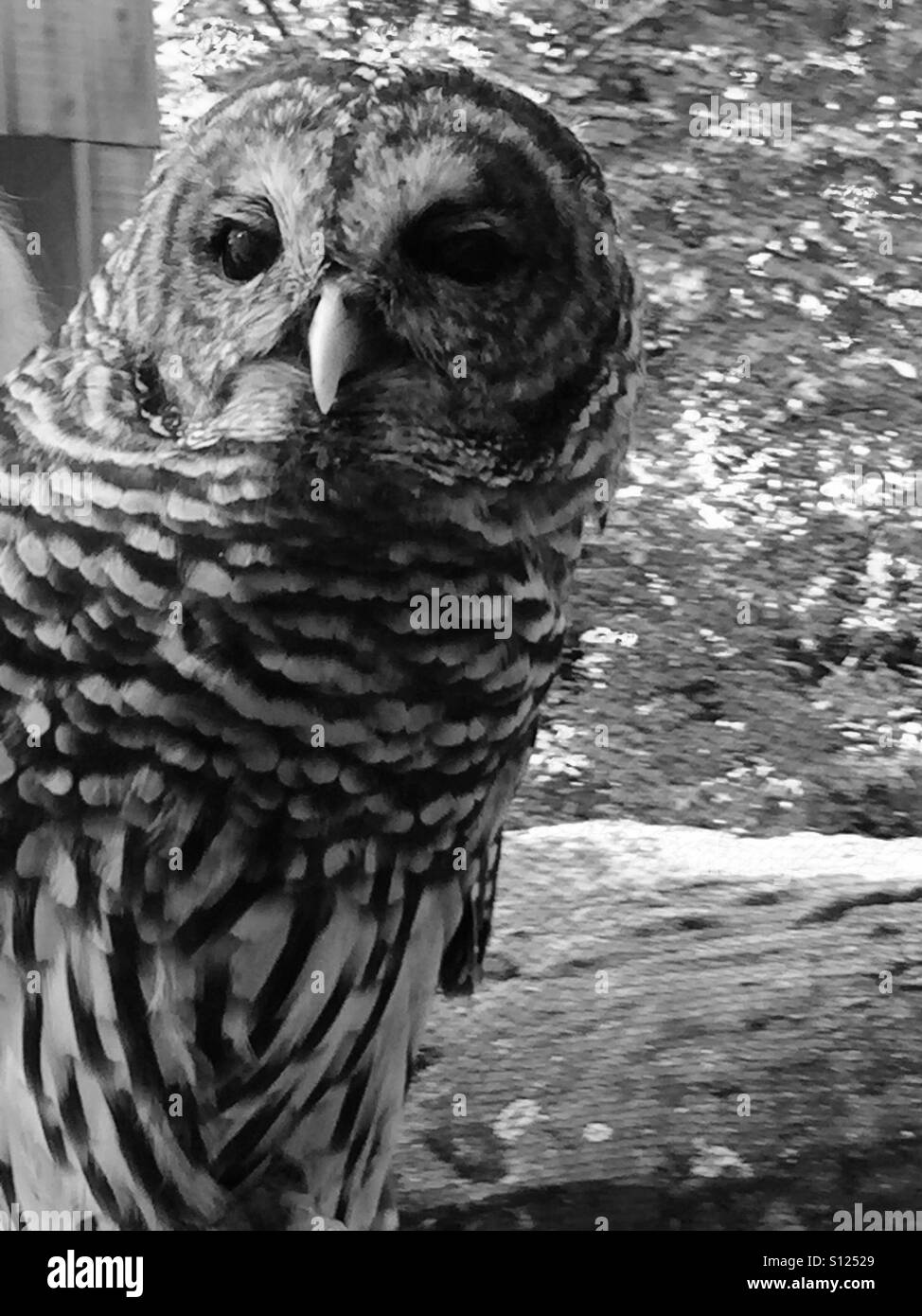 Owl Black And White Photography