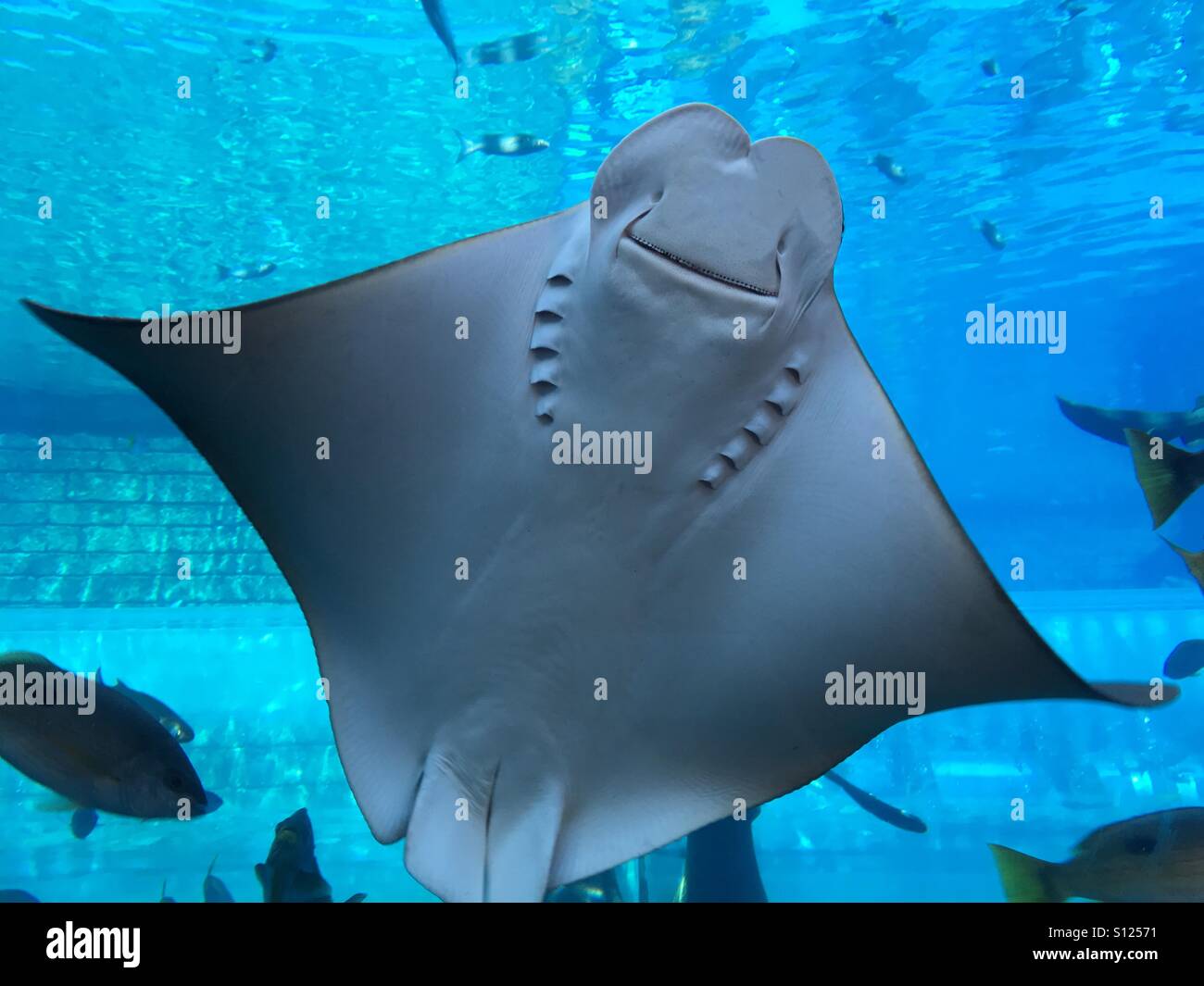 Shark diving aquarium hi-res stock photography and images - Alamy