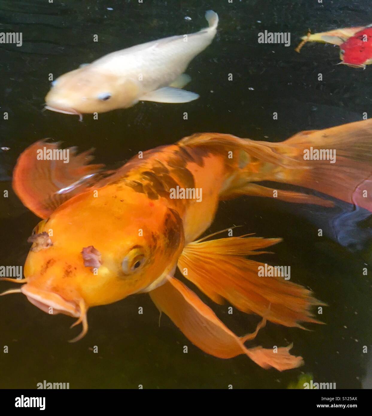 Colorful giant koi fish Stock Photo - Alamy