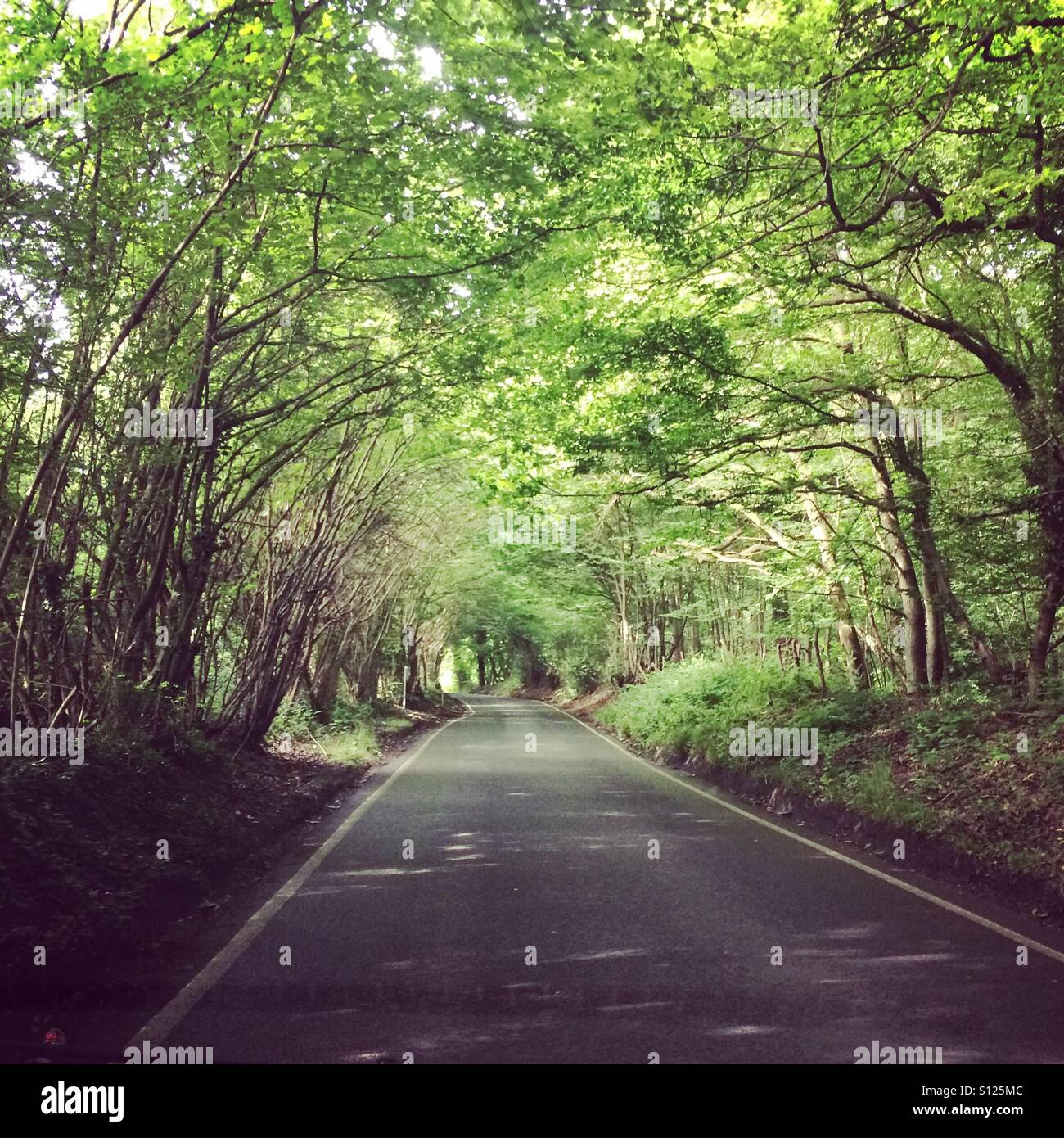 Running through a tunnel of trees hi-res stock photography and images ...