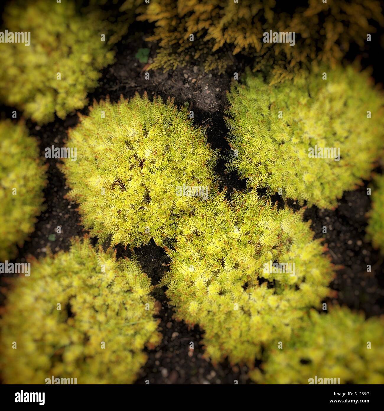 Yellow heather plants in flowerbed Stock Photo - Alamy