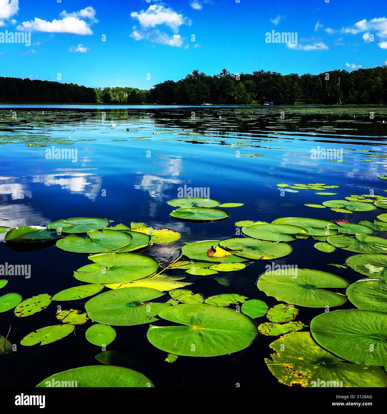 Partridge lake hi-res stock photography and images - Alamy