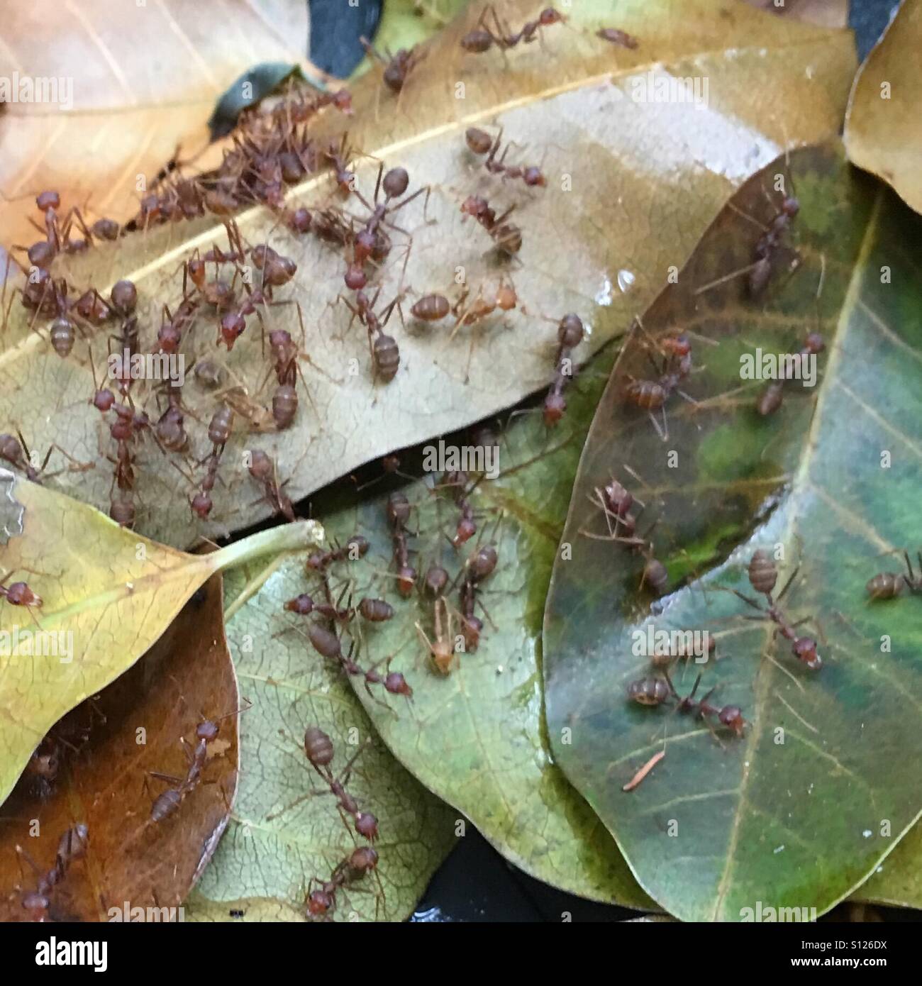 Ants at work Stock Photo - Alamy