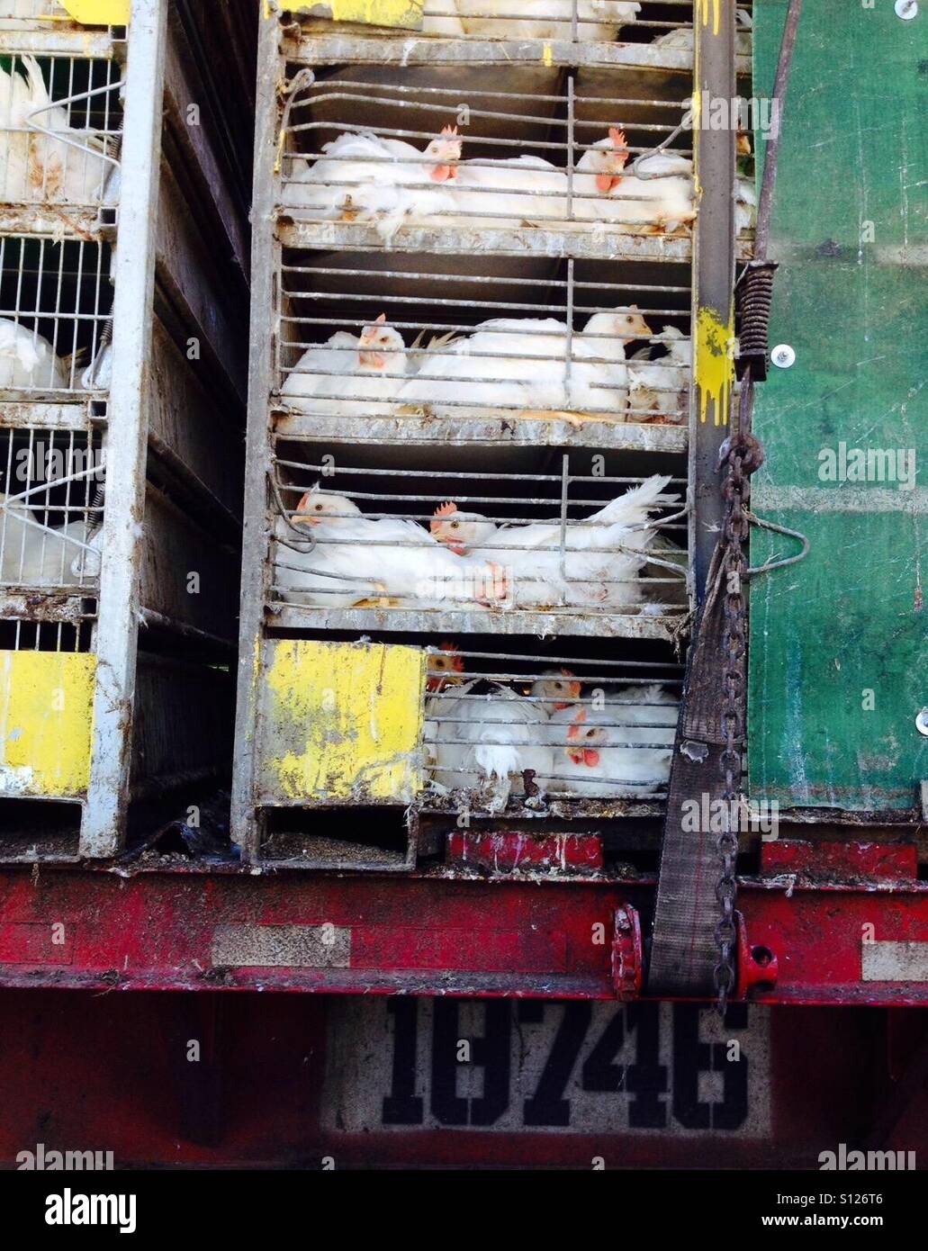 Chickens truck hi-res stock photography and images - Alamy