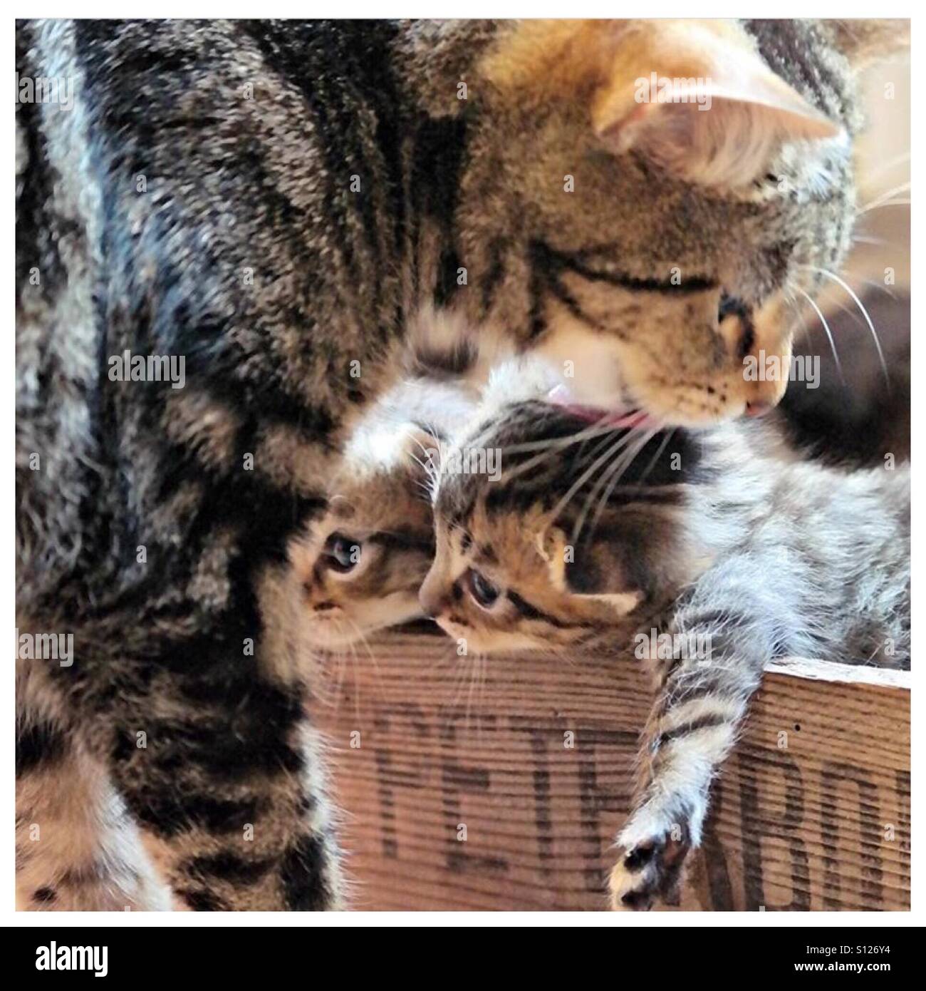 Mummy queen hi-res stock photography and images - Alamy