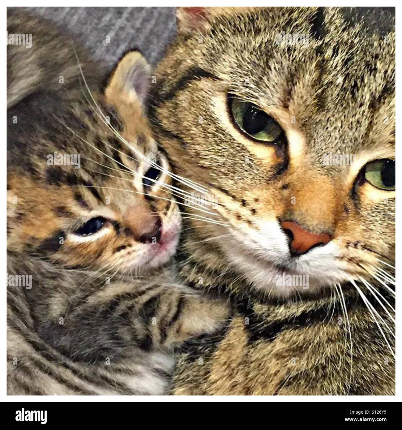 Mother cat with kitten Stock Photo - Alamy