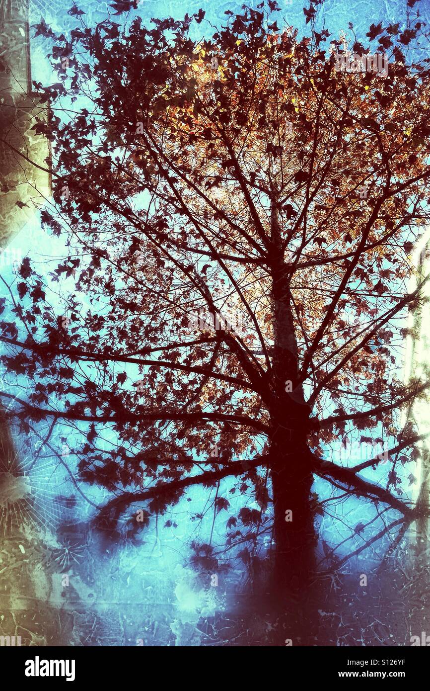 Rays sun branches tree hi-res stock photography and images - Alamy