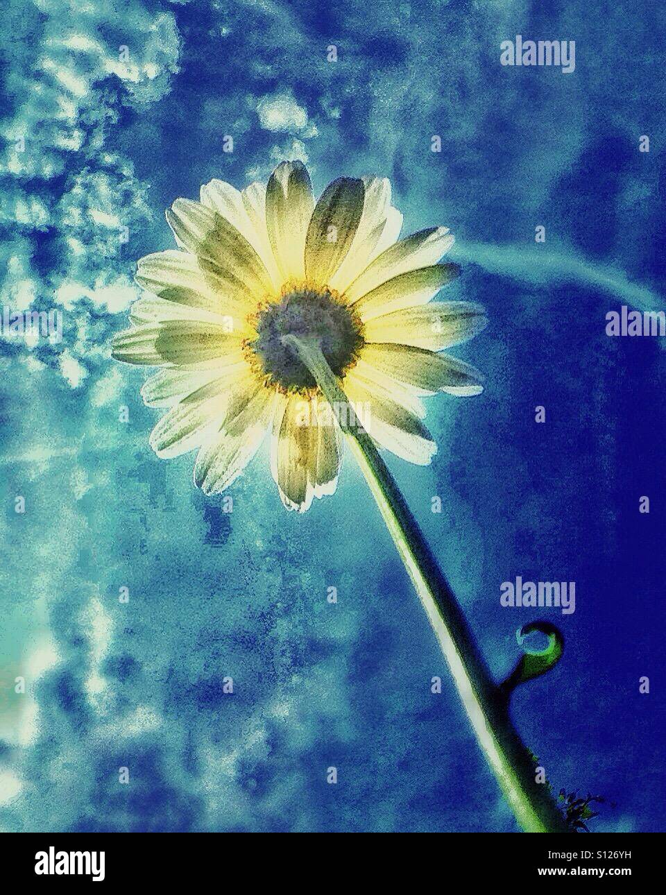 A single Daisy Stock Photo - Alamy