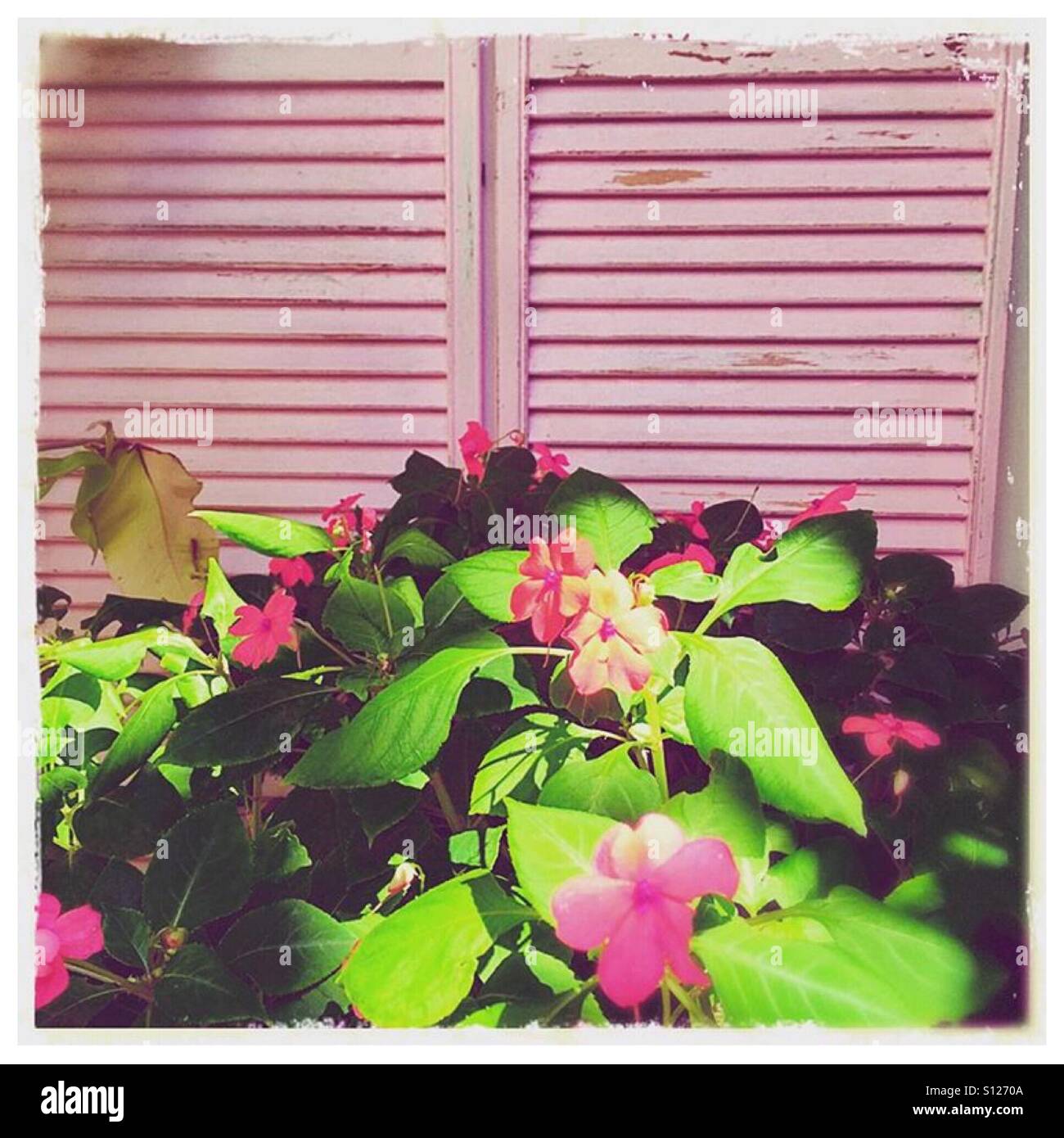 Pink shutters and window box Stock Photo - Alamy
