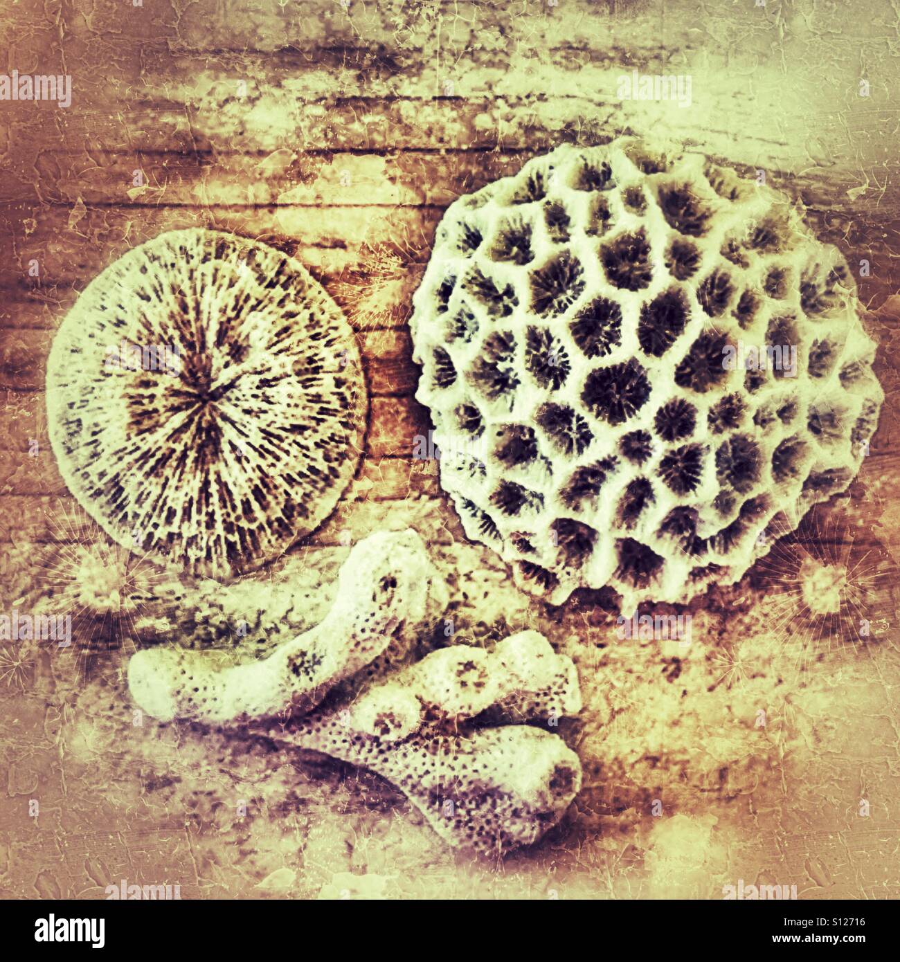 Coral fossils, Australia Stock Photo - Alamy