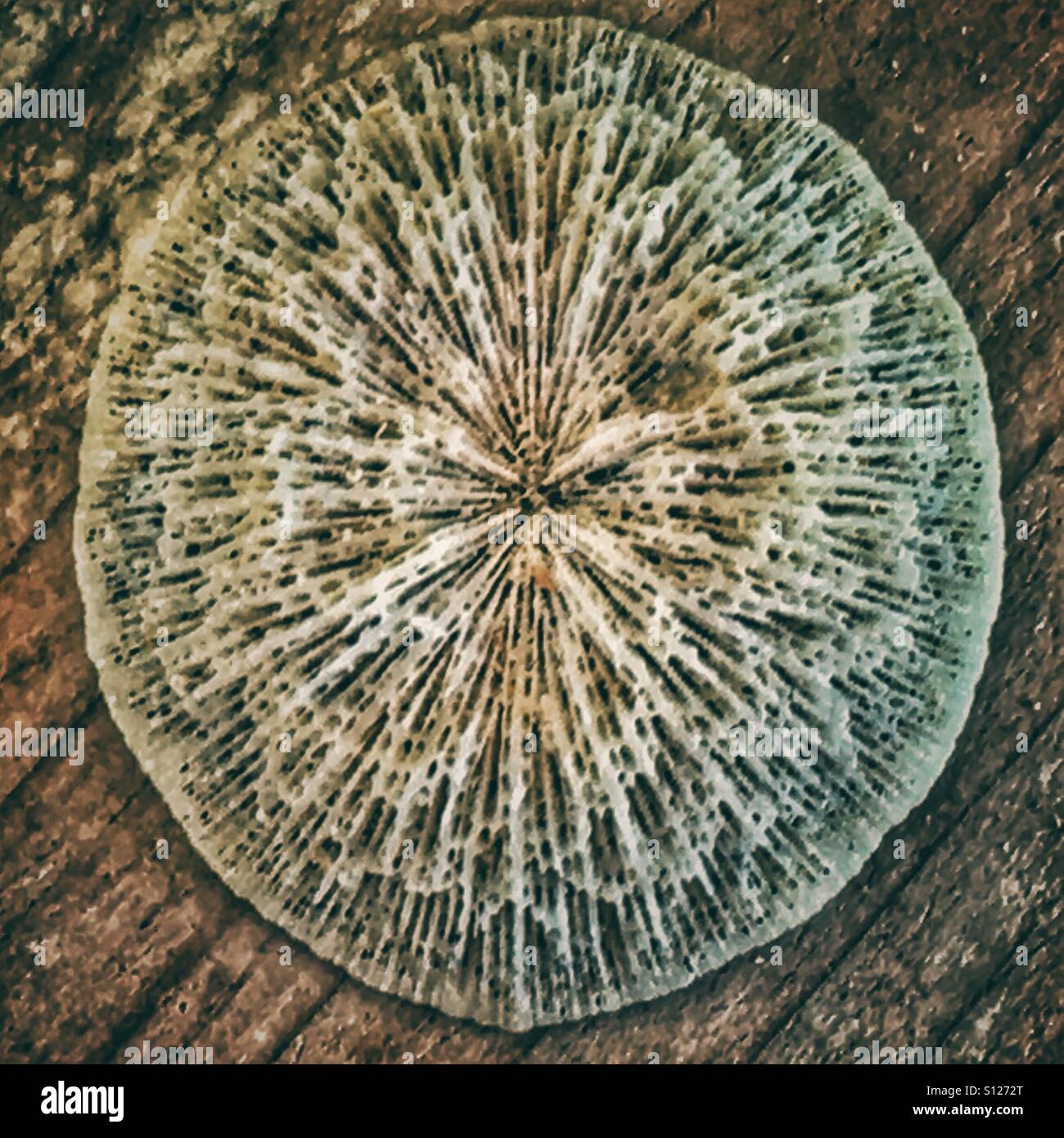 Coral fossil, Great Barrier Reef, Australia Stock Photo - Alamy