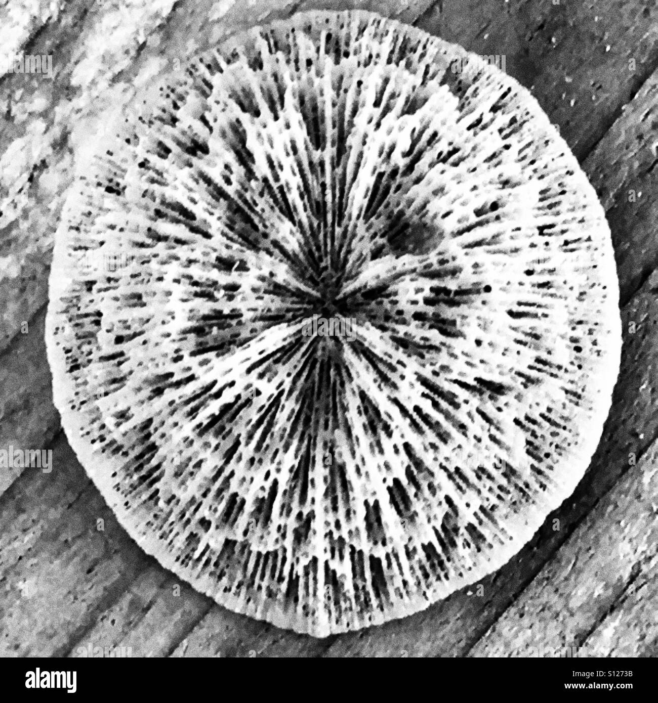 Dead coral hi-res stock photography and images - Alamy