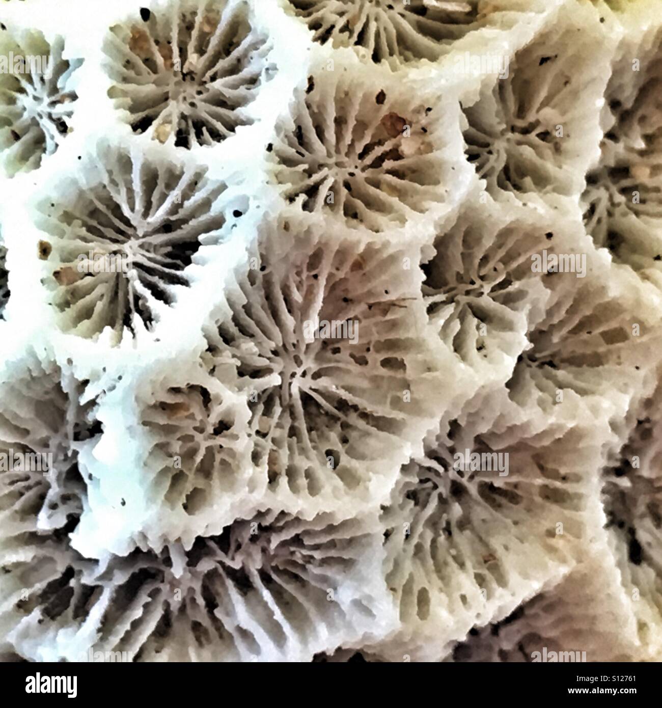Coral fossil hi-res stock photography and images - Alamy