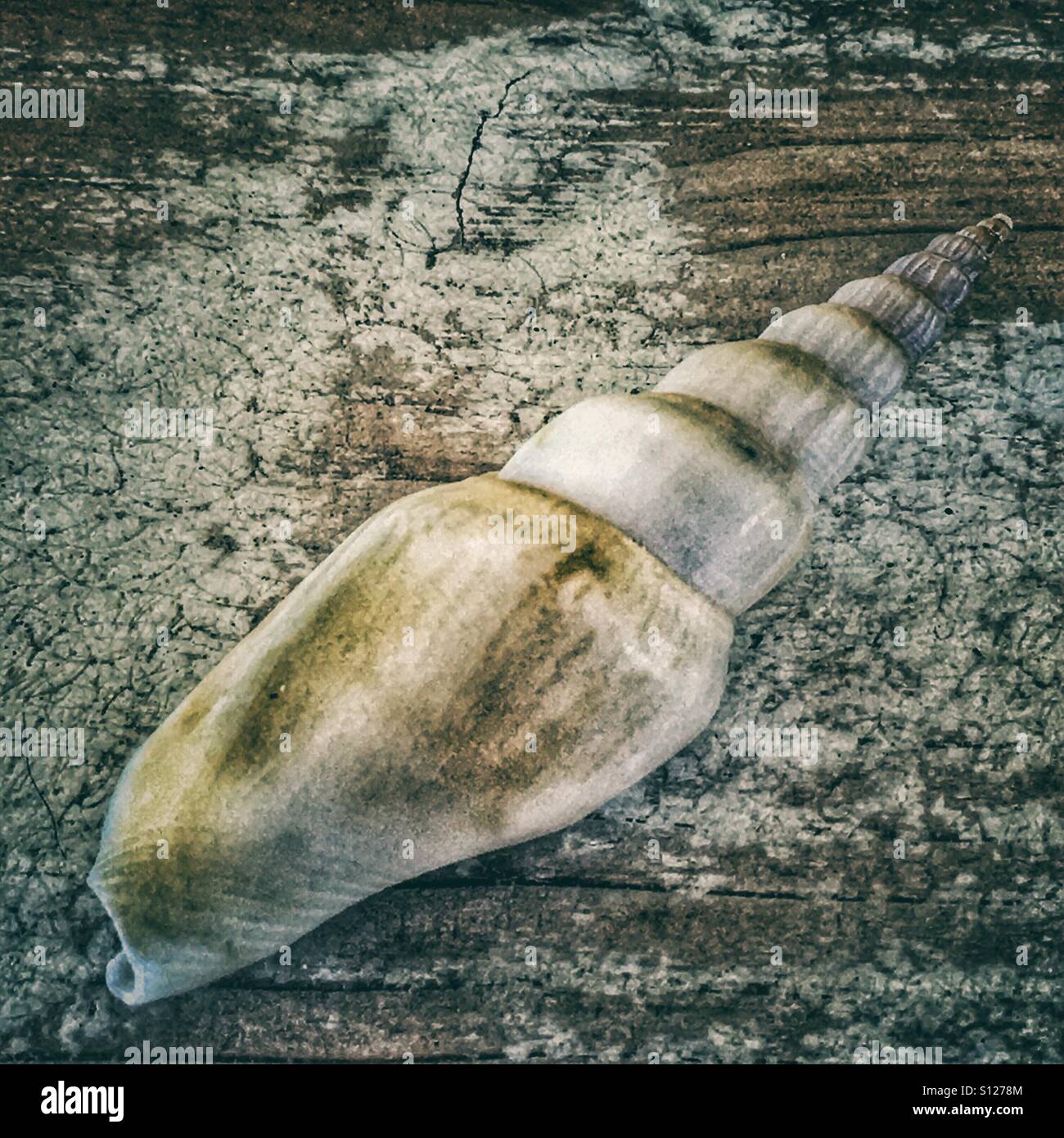 Cone shell great barrier reef hi-res stock photography and images - Alamy