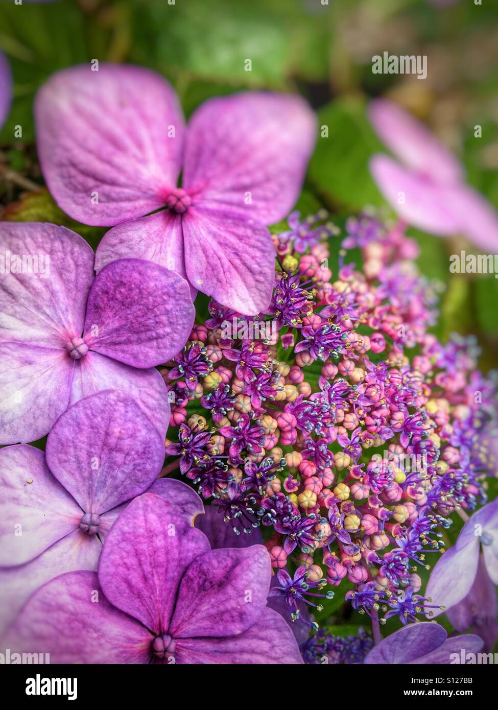 Pretty purple flower hi-res stock photography and images - Alamy
