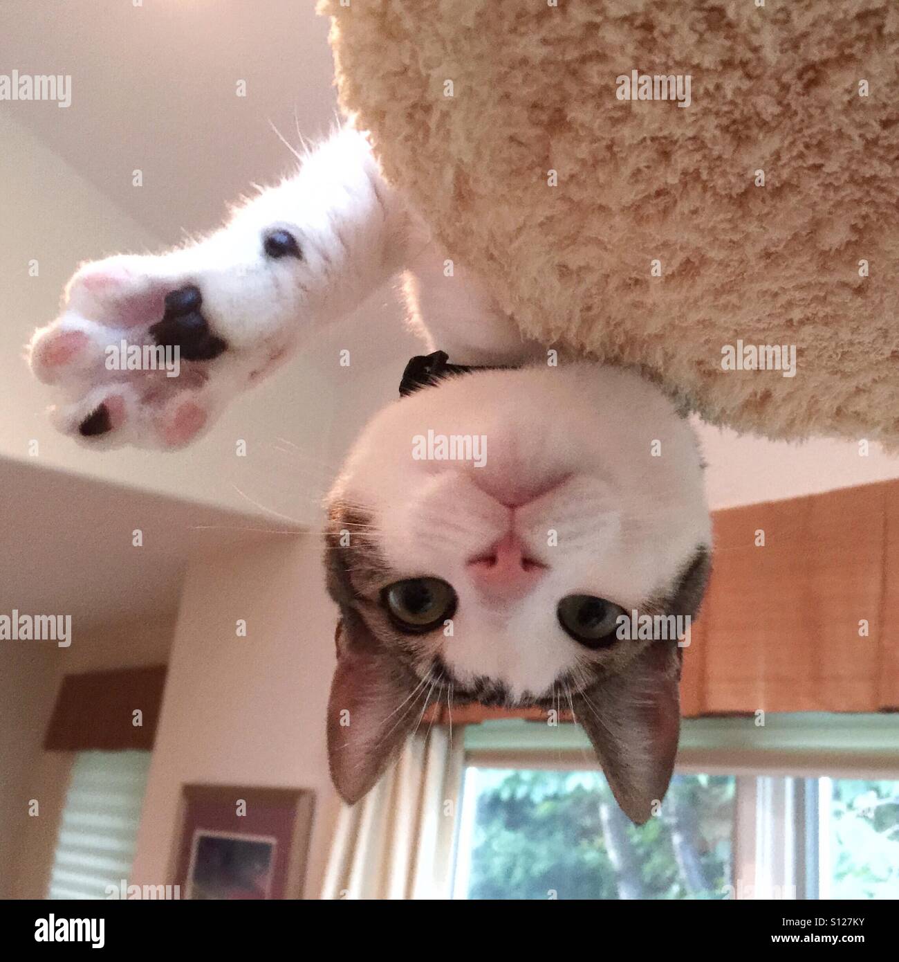 Bat cat hi-res stock photography and images - Alamy