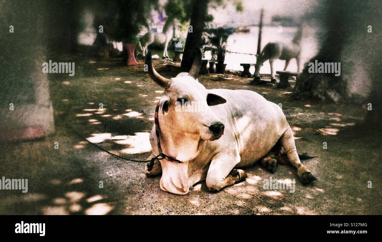 Cow tethered hi-res stock photography and images - Alamy