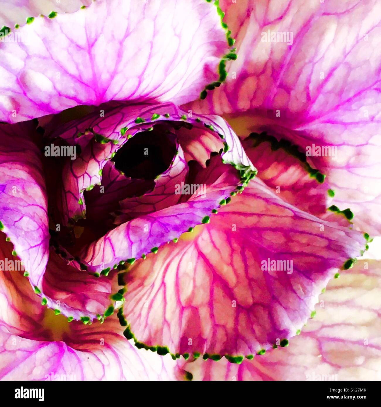 Close up of kale flower Stock Photo - Alamy