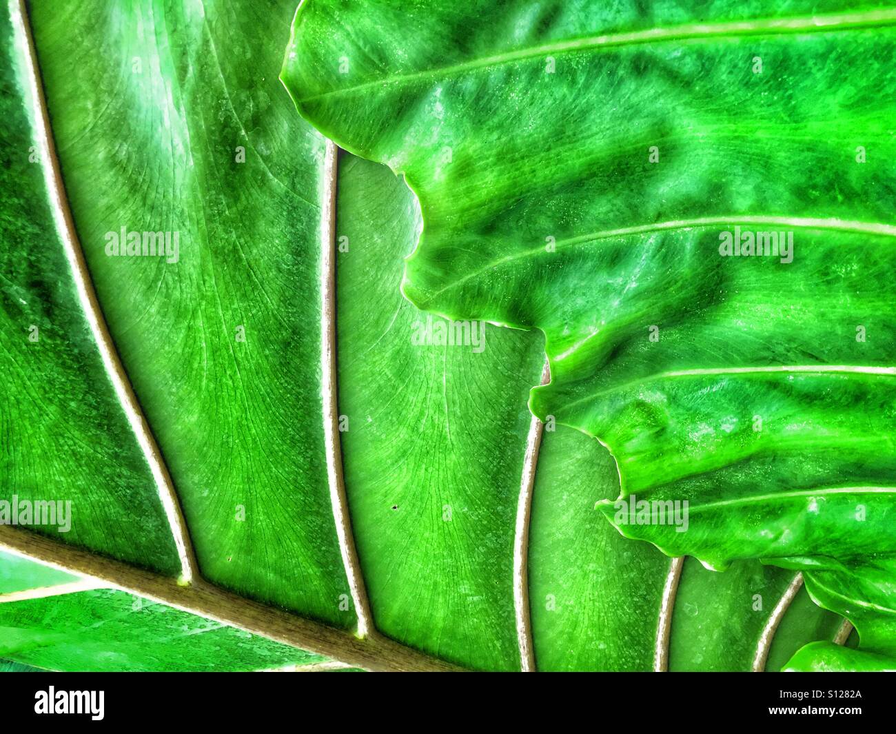 Elephant ear leaves Stock Photo - Alamy