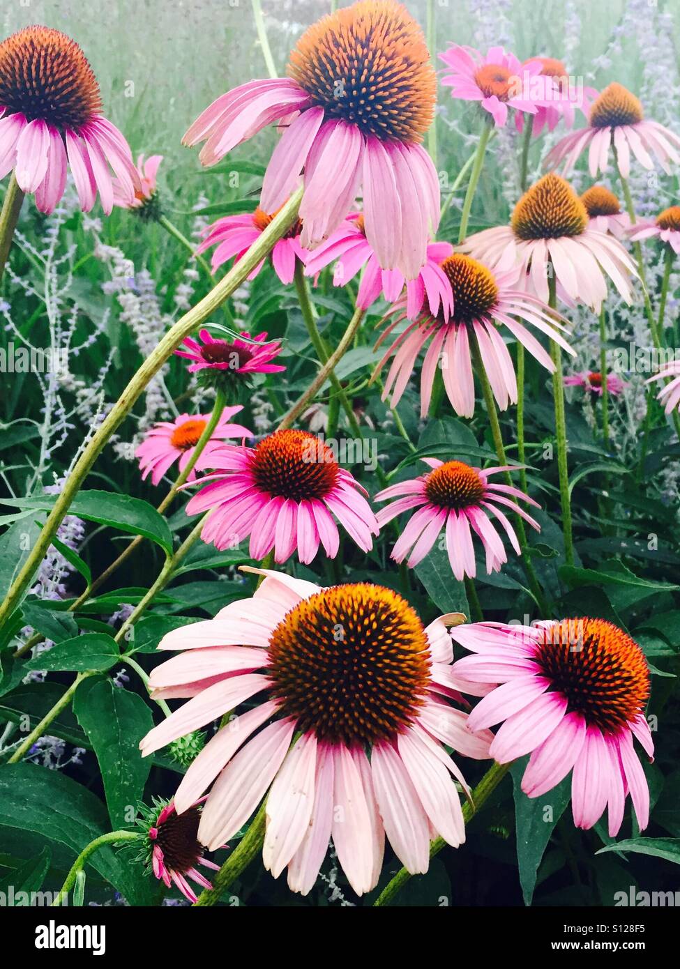 The purple coneflower in full bloom Stock Photo - Alamy