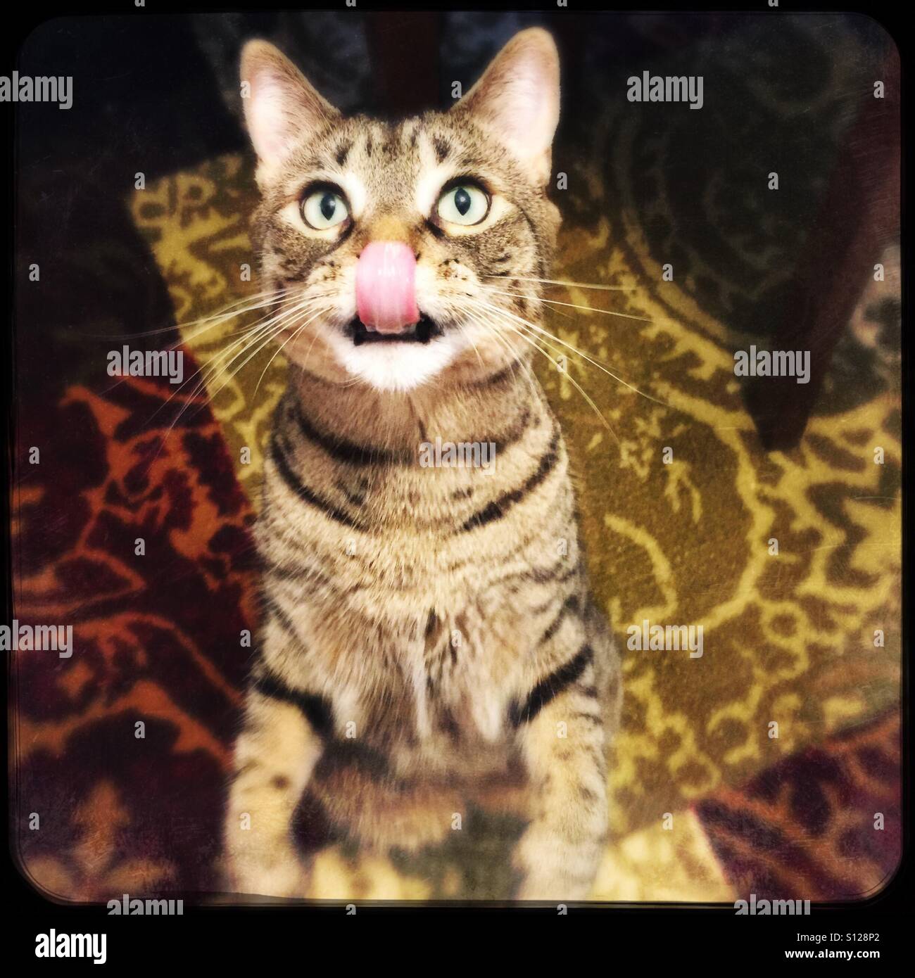Silly tabby cat hi-res stock photography and images - Alamy