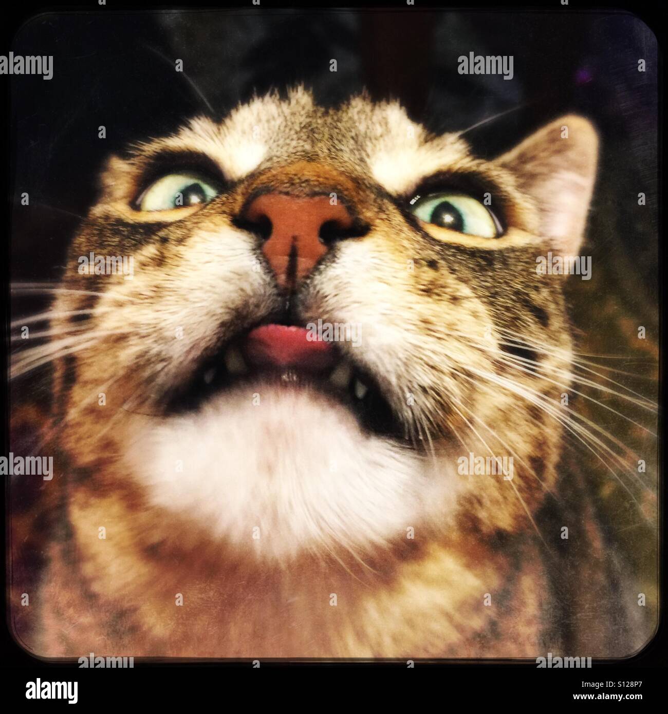 Silly kitty hi-res stock photography and images - Alamy