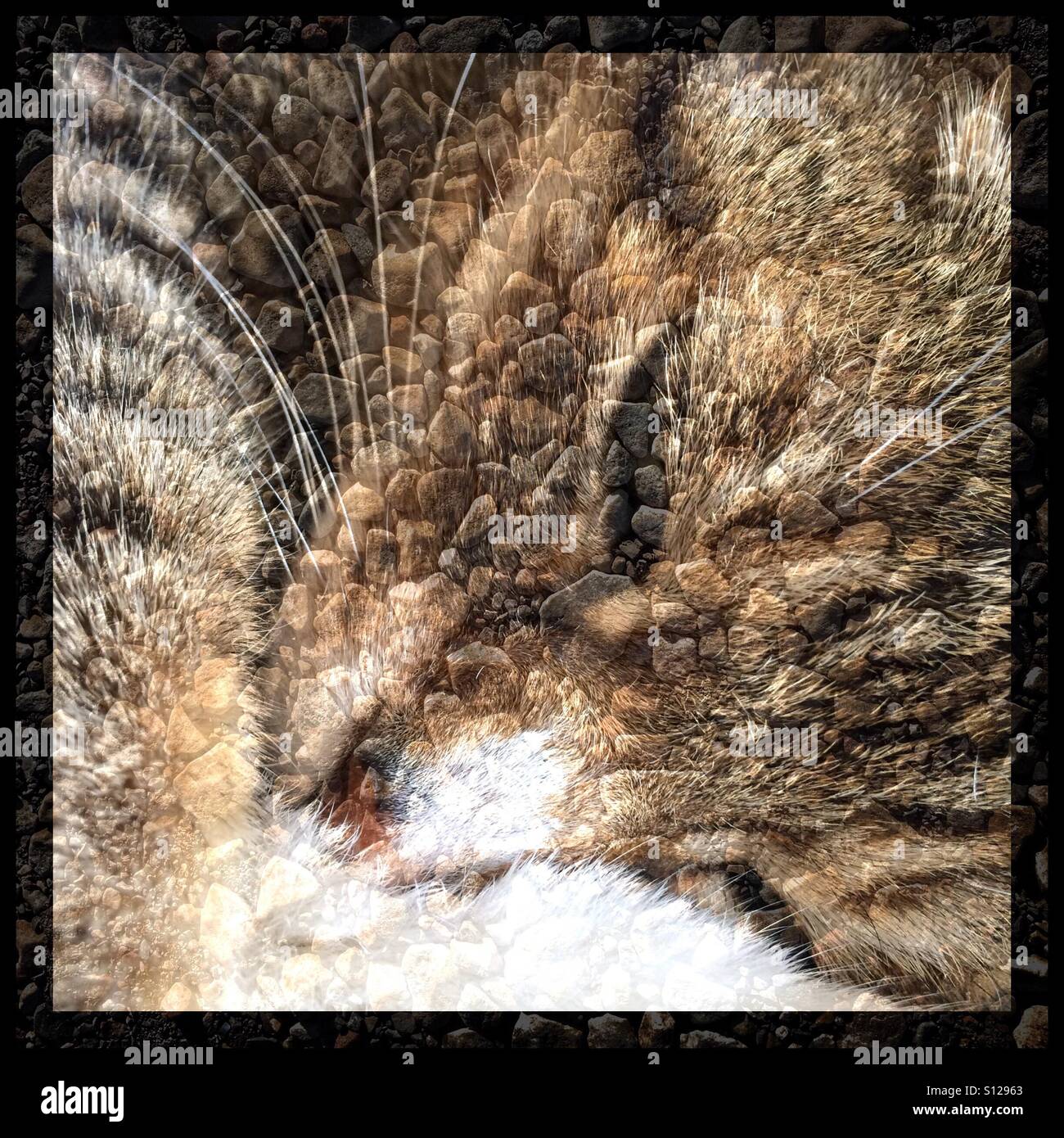 Textured cat face Stock Photo - Alamy