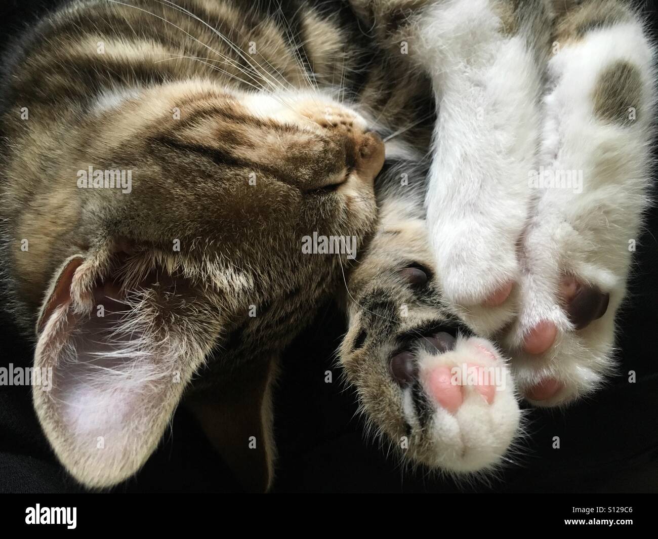 Curled cat hi-res stock photography and images - Alamy