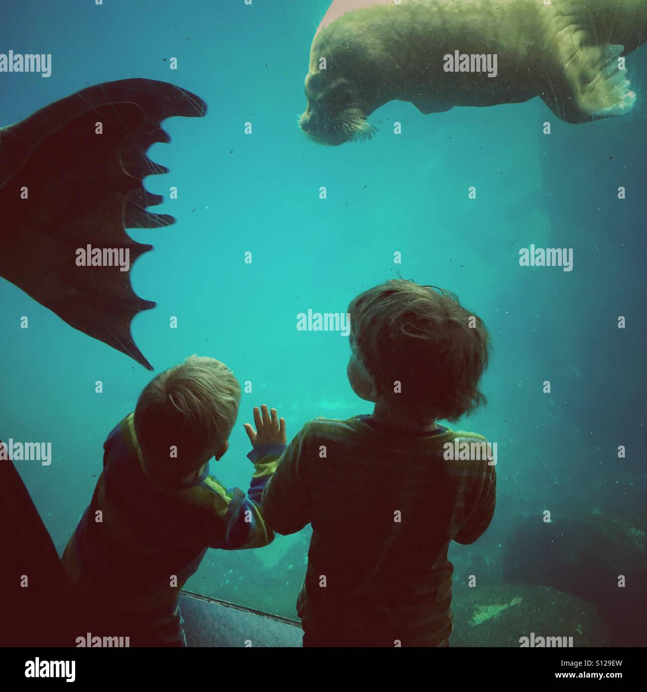 Child underwater animals zoo hi-res stock photography and images - Alamy