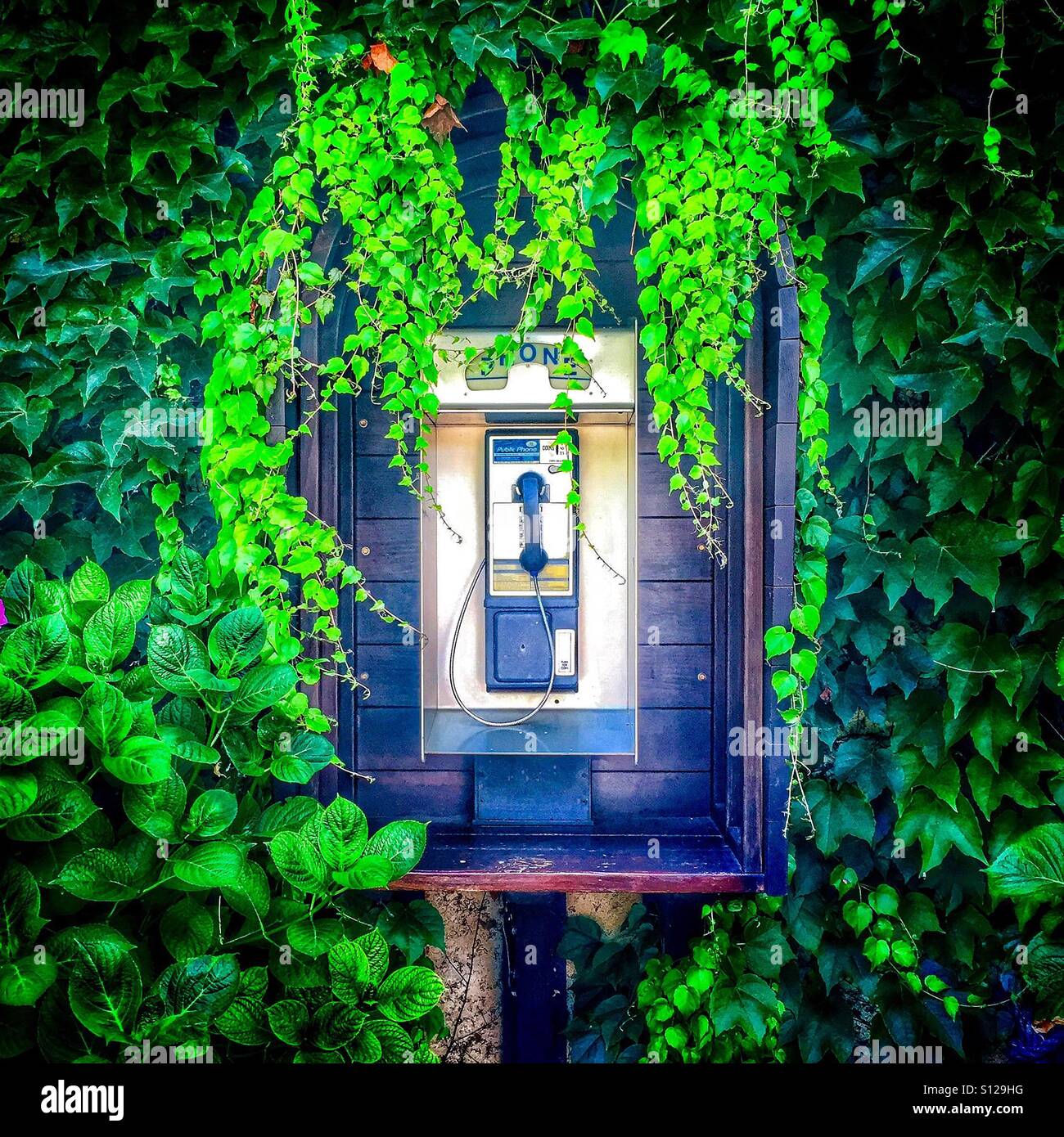 Plants Telephone Box High Resolution Stock Photography and Images - Alamy