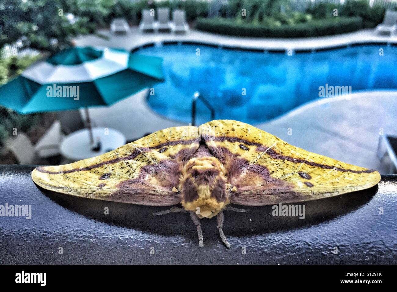 Fuzzy yellow moth hi-res stock photography and images - Alamy