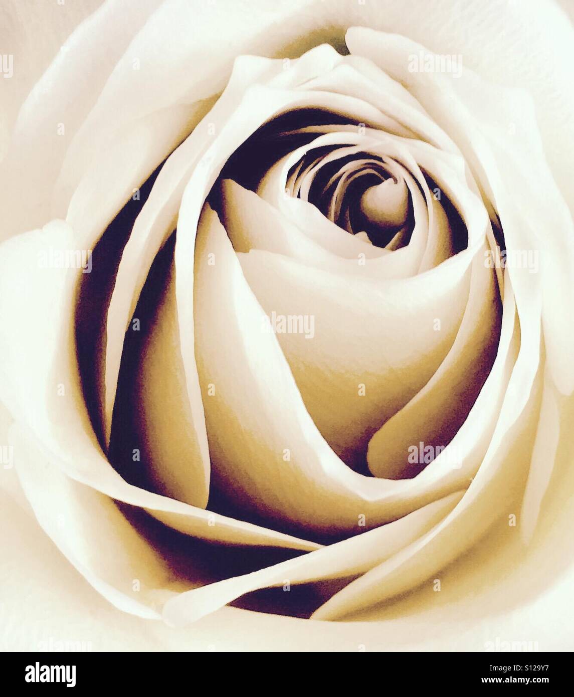 Romantic rose hi-res stock photography and images - Alamy