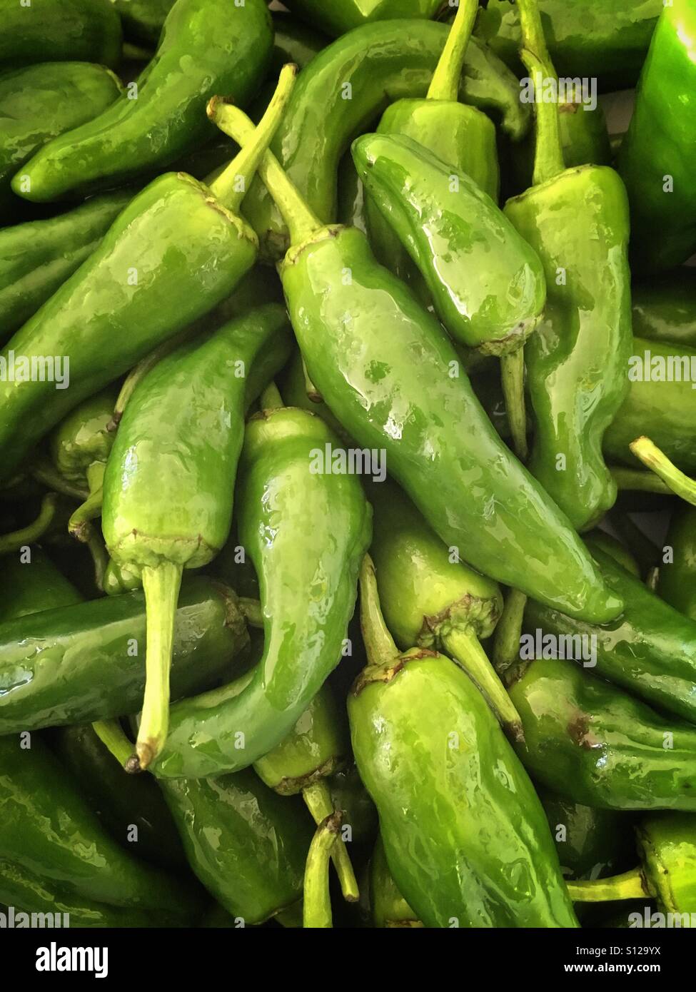 Green sweet chillies Stock Photo - Alamy