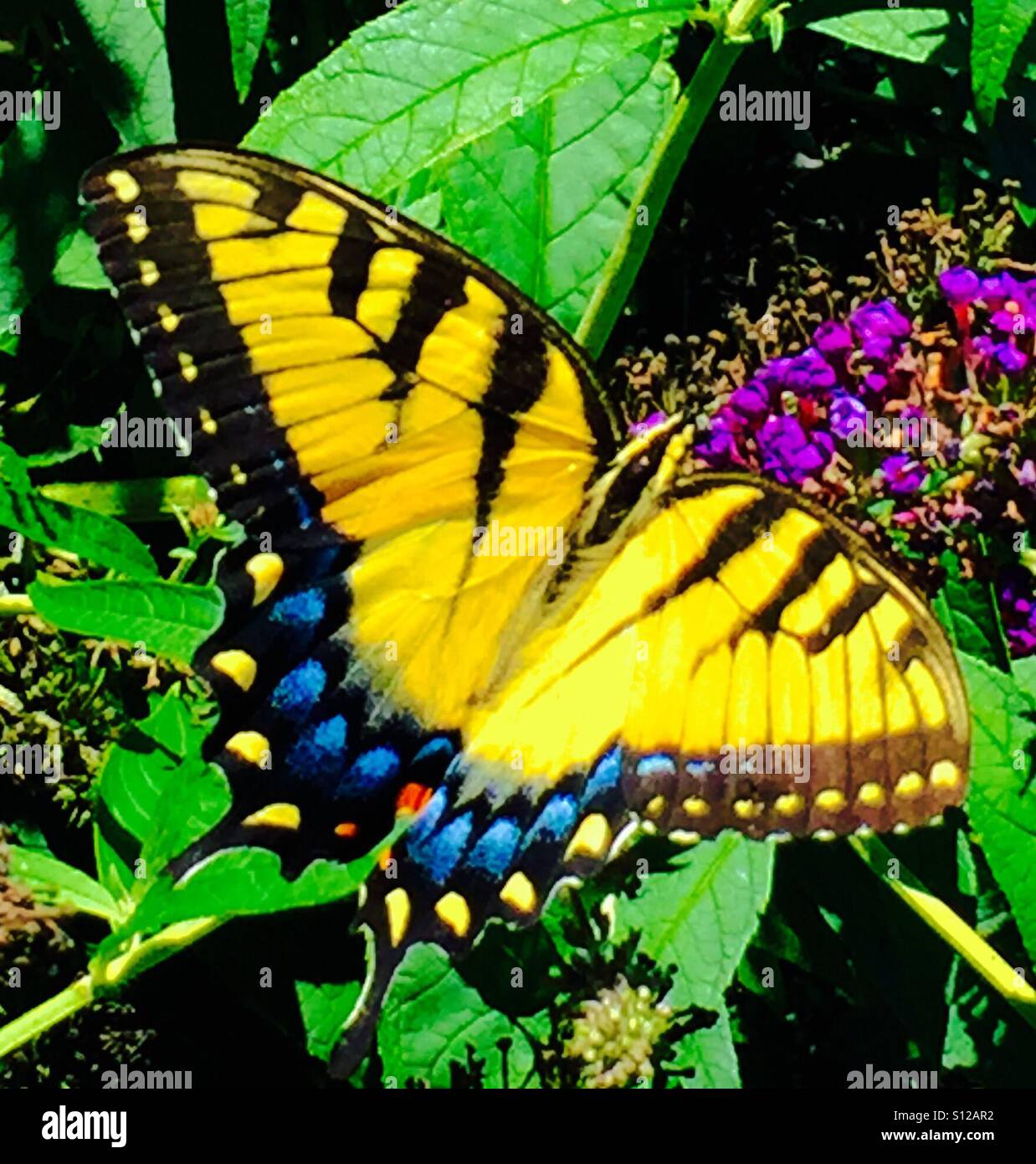 Female eastern tiger swallowtail butterfly hi-res stock photography and ...