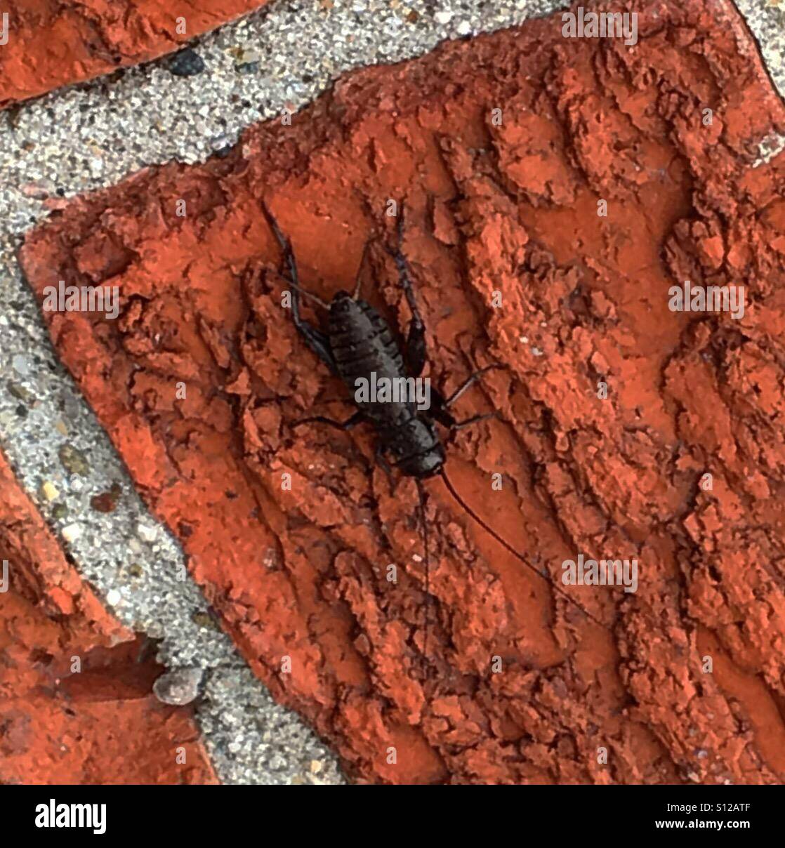 Wall cricket hi-res stock photography and images - Alamy