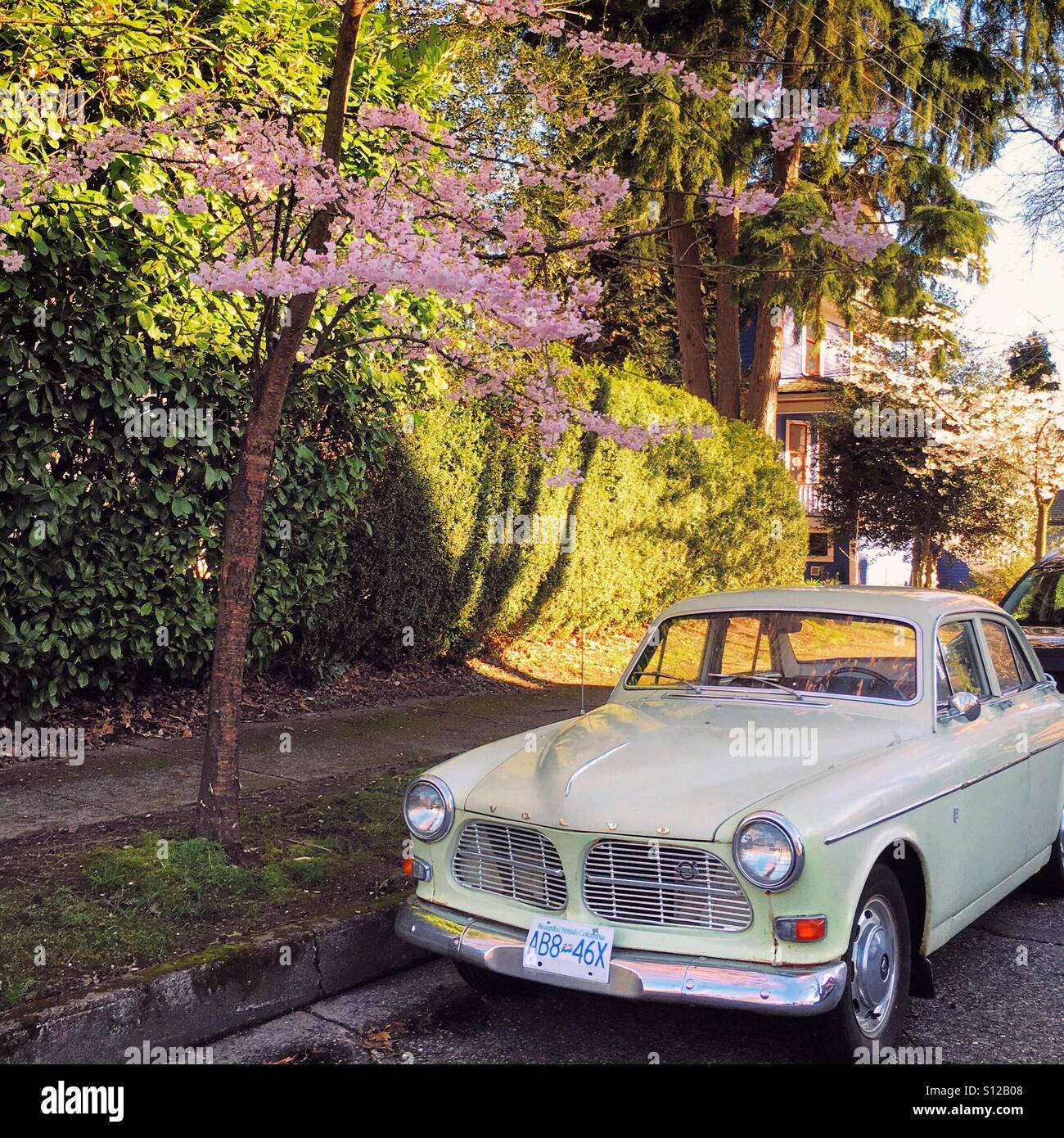 Car under tree hi-res stock photography and images - Alamy