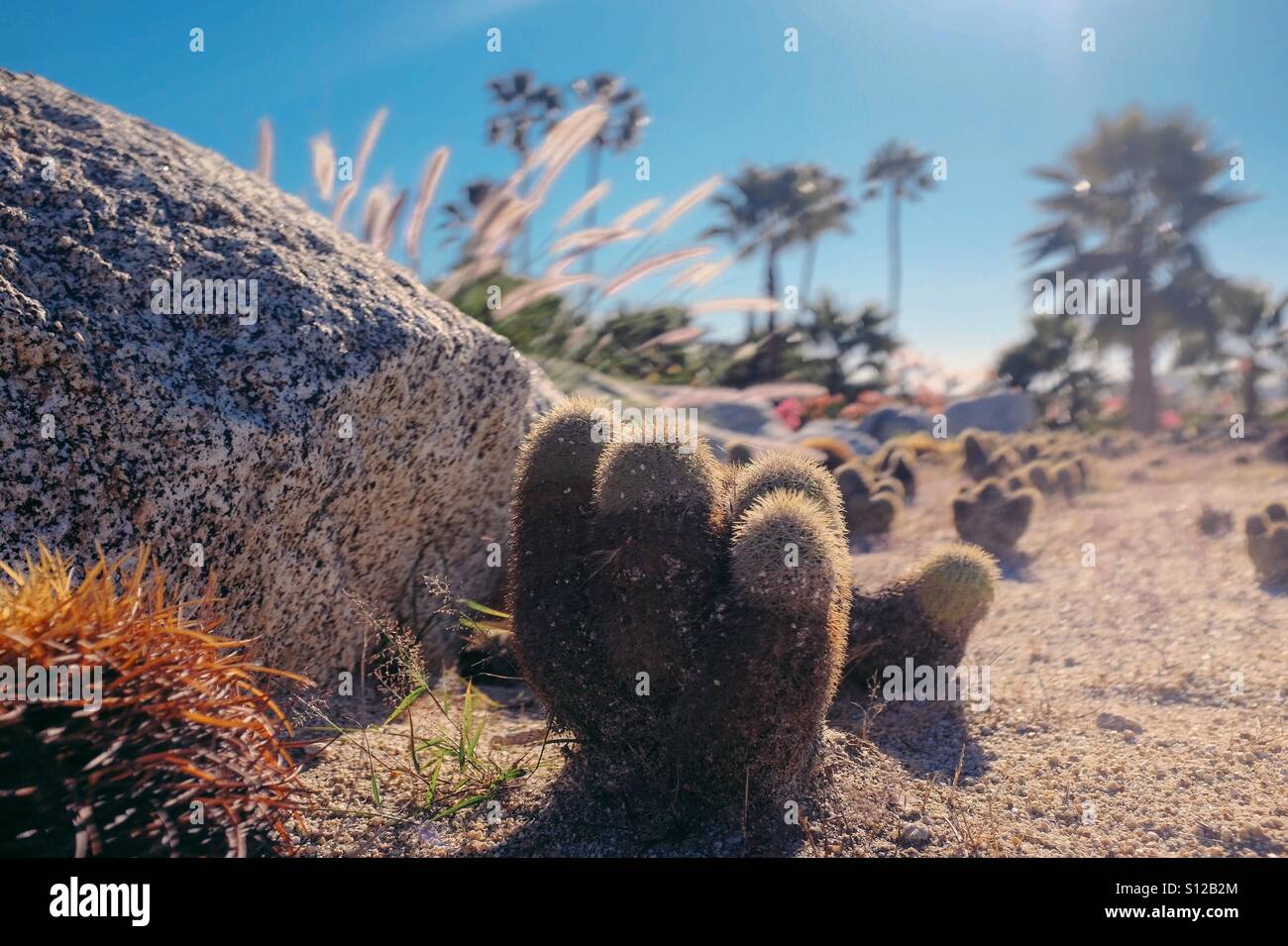 Desert plants hi-res stock photography and images - Alamy