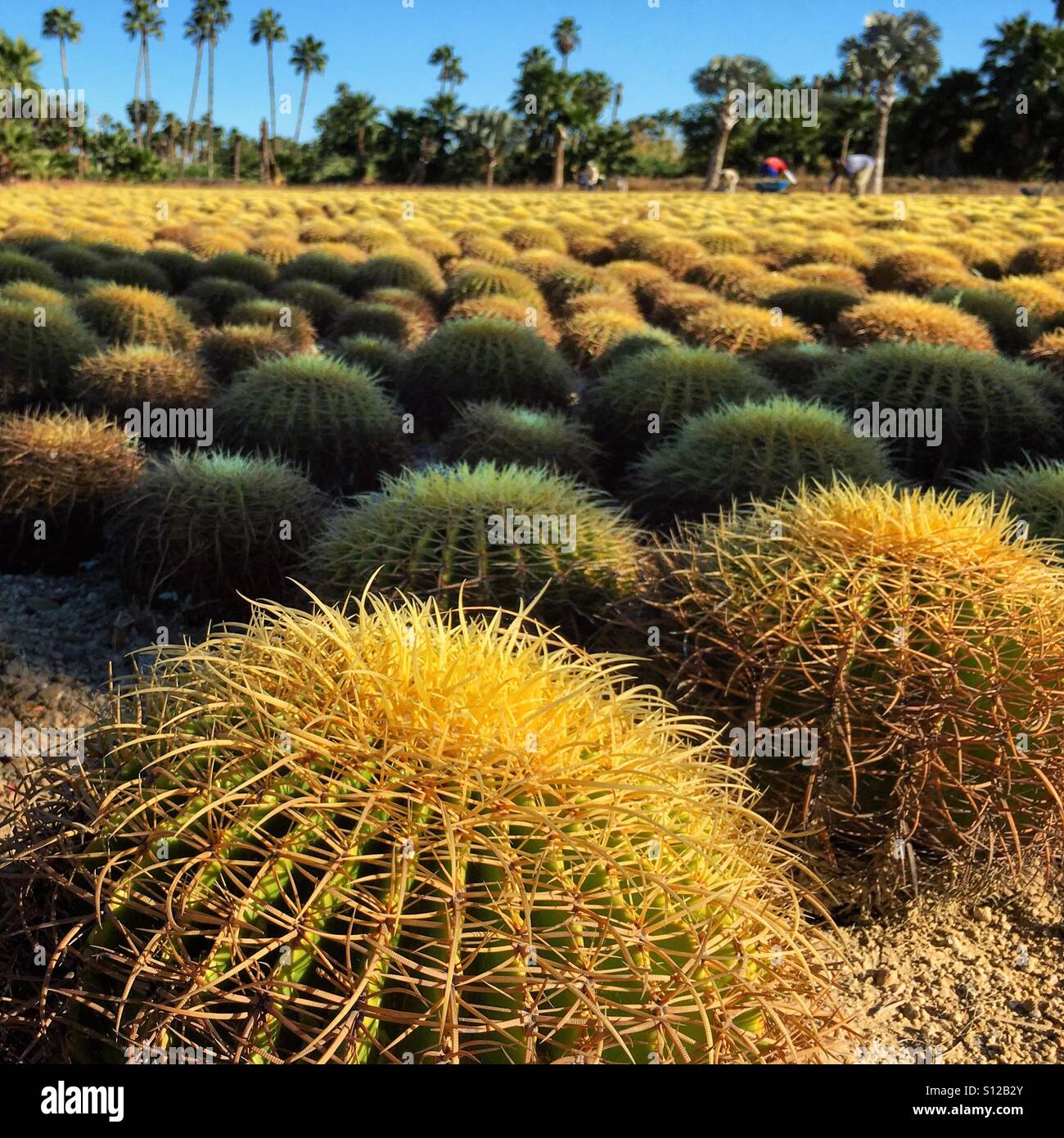 Cabos mexico cactus hi-res stock photography and images - Alamy