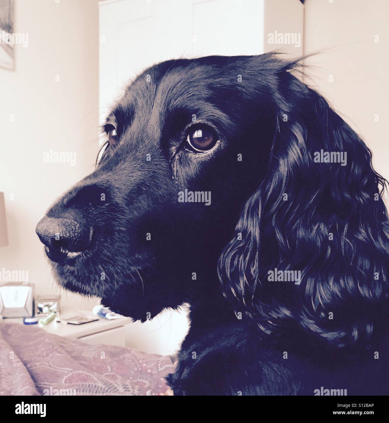 Shiny spaniel dog hi-res stock photography and images - Alamy