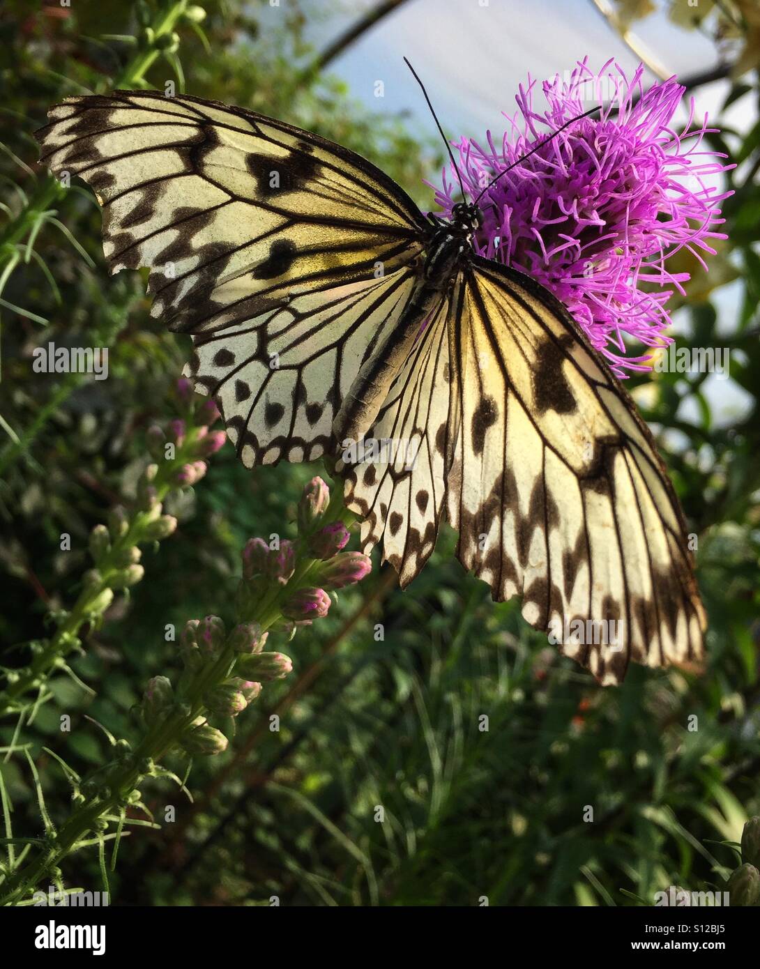 Rice Paper (Idea leuconoe) butterfly from the Philippines Stock Photo ...