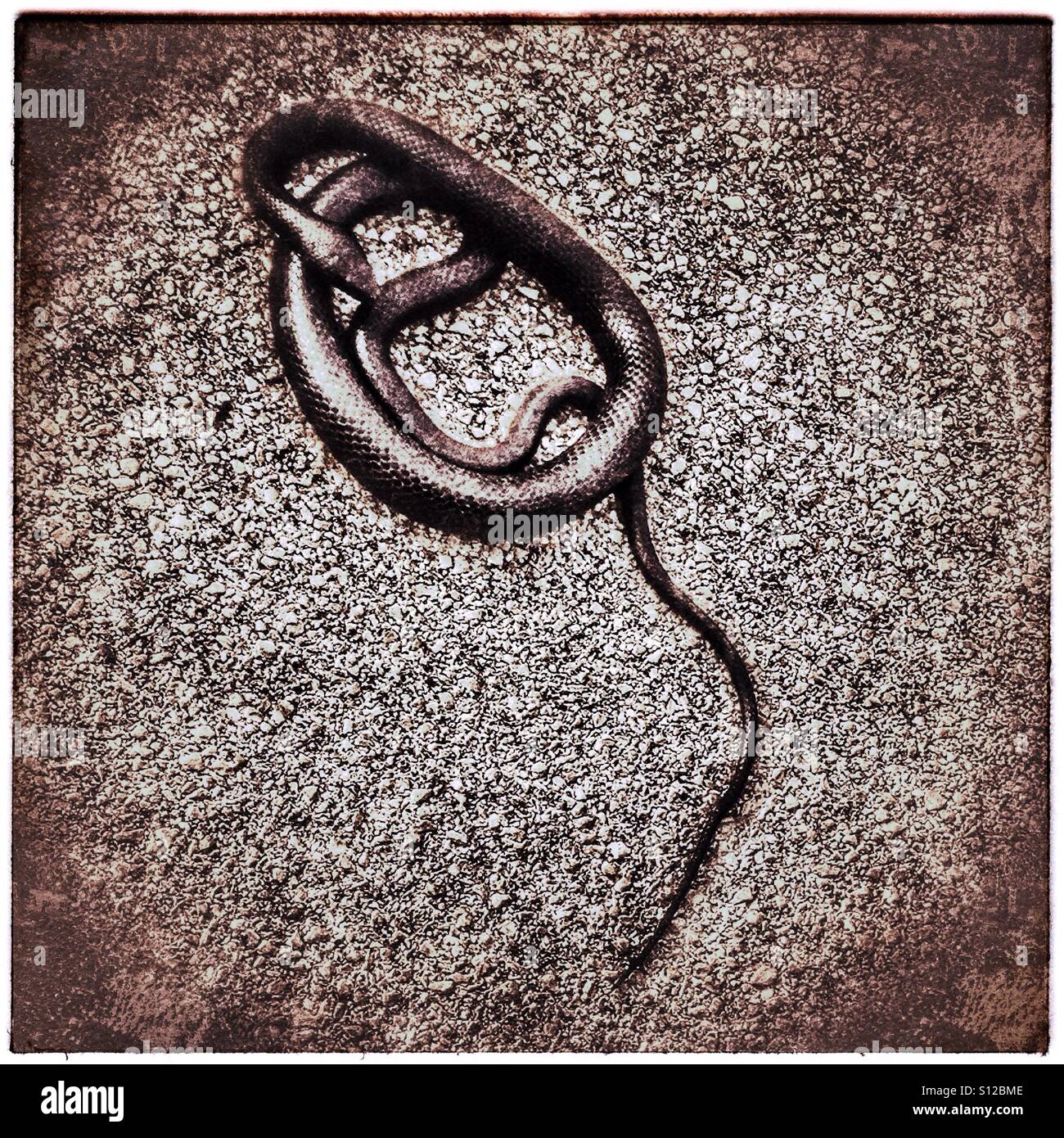 Serpente hi-res stock photography and images - Alamy