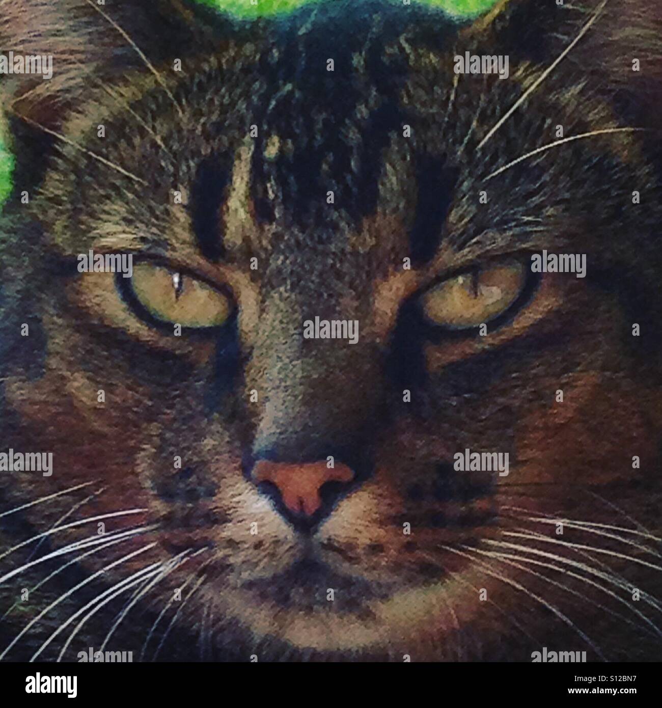 Cat looking at camera angry hi-res stock photography and images - Alamy