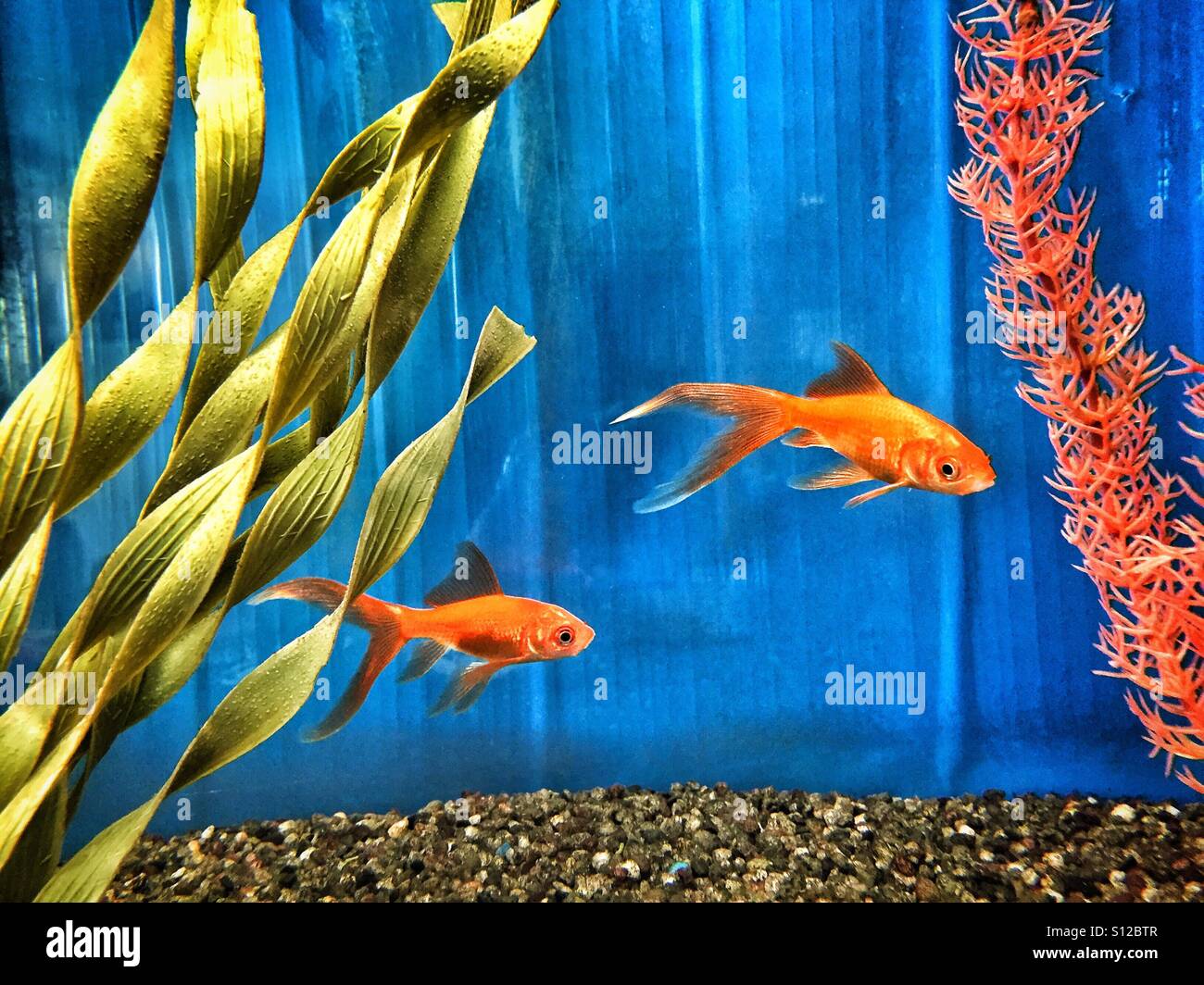 Two orange goldfish swimming in their aquarium Stock Photo - Alamy
