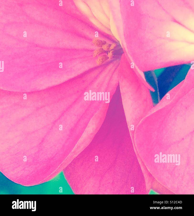 Enlarged flowers hi-res stock photography and images - Alamy